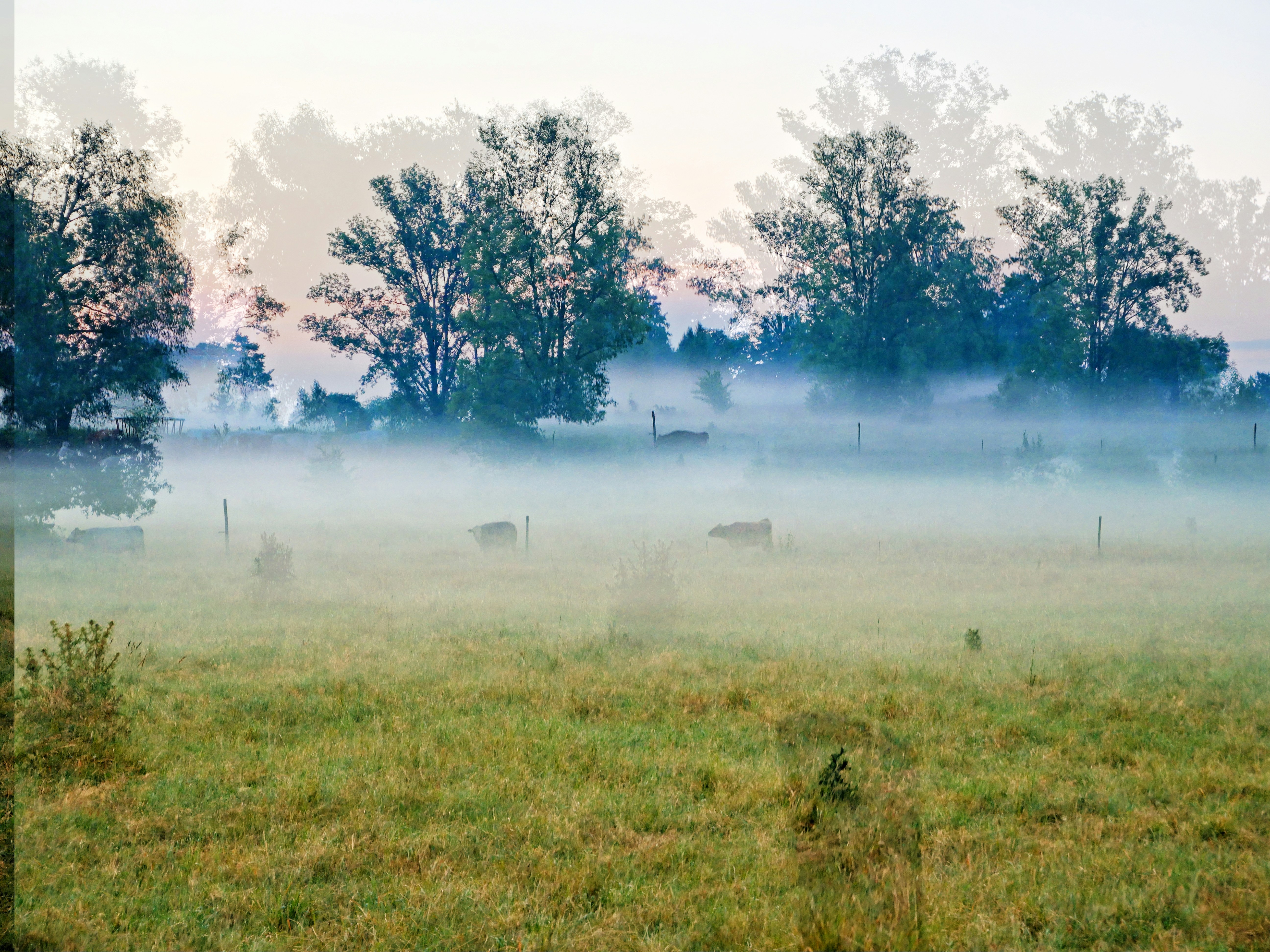 Low field with grazing cattle fading into morning mist beneath a line of trees at dawn. A tranquil rural scene emphasizing fog, pasture, and distant silhouettes.