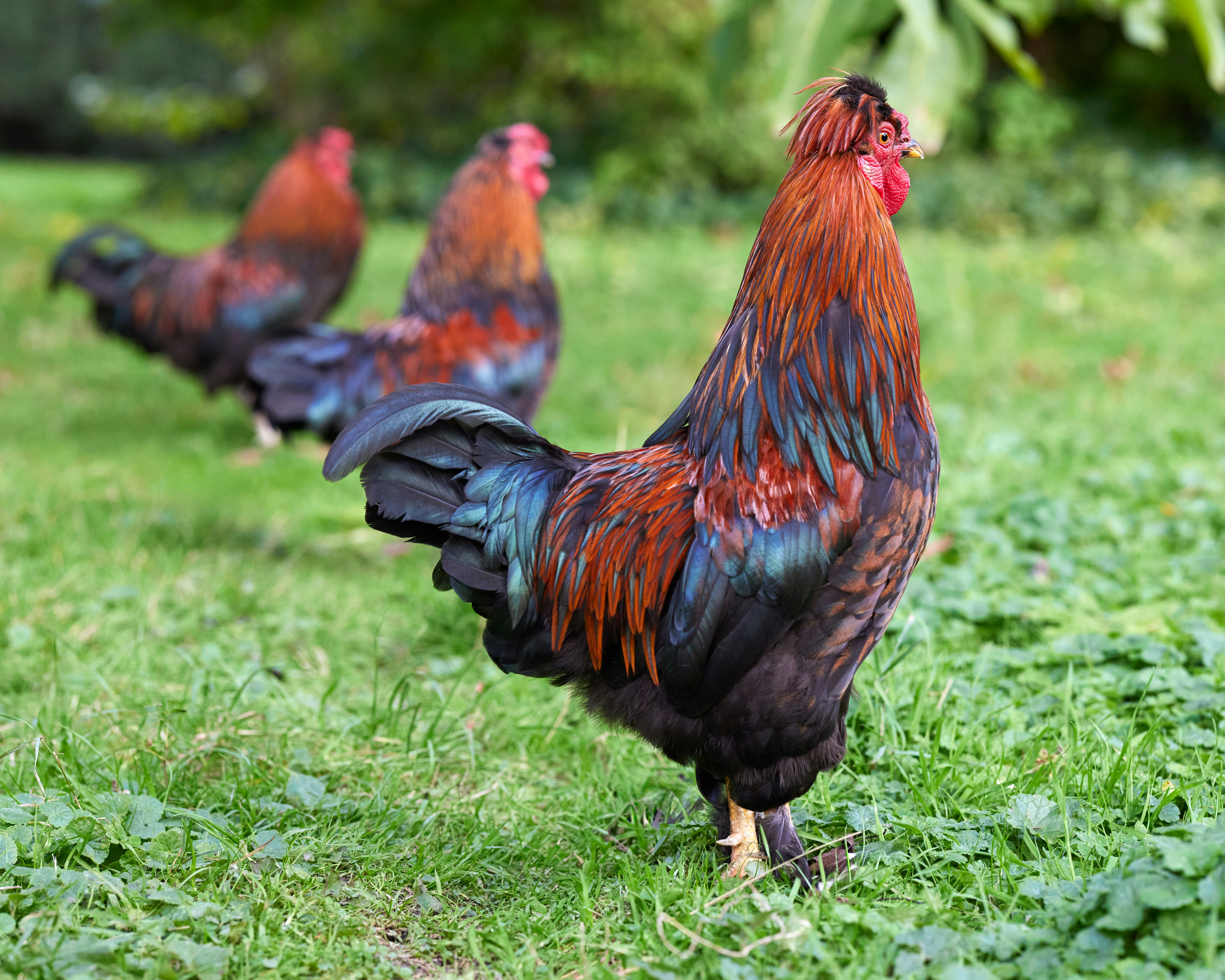 Vivid Roster: A Rooster Portrait in a Green Yard