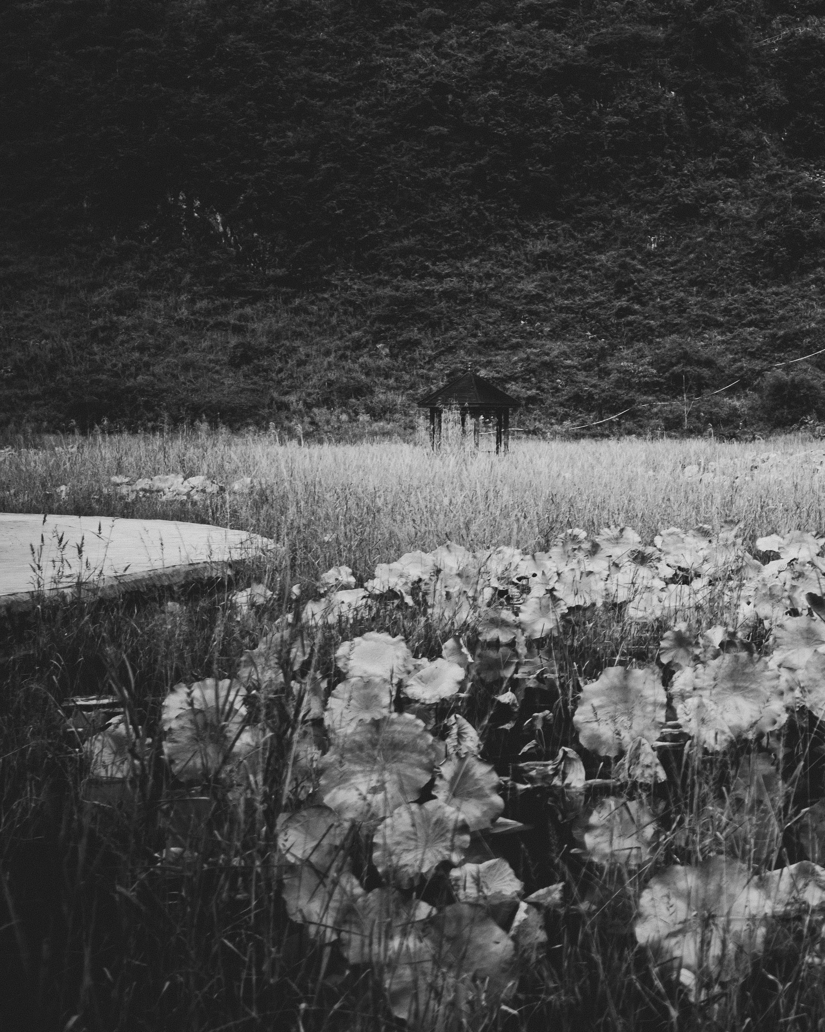 Quiet Meadow Pavilion at Dusk