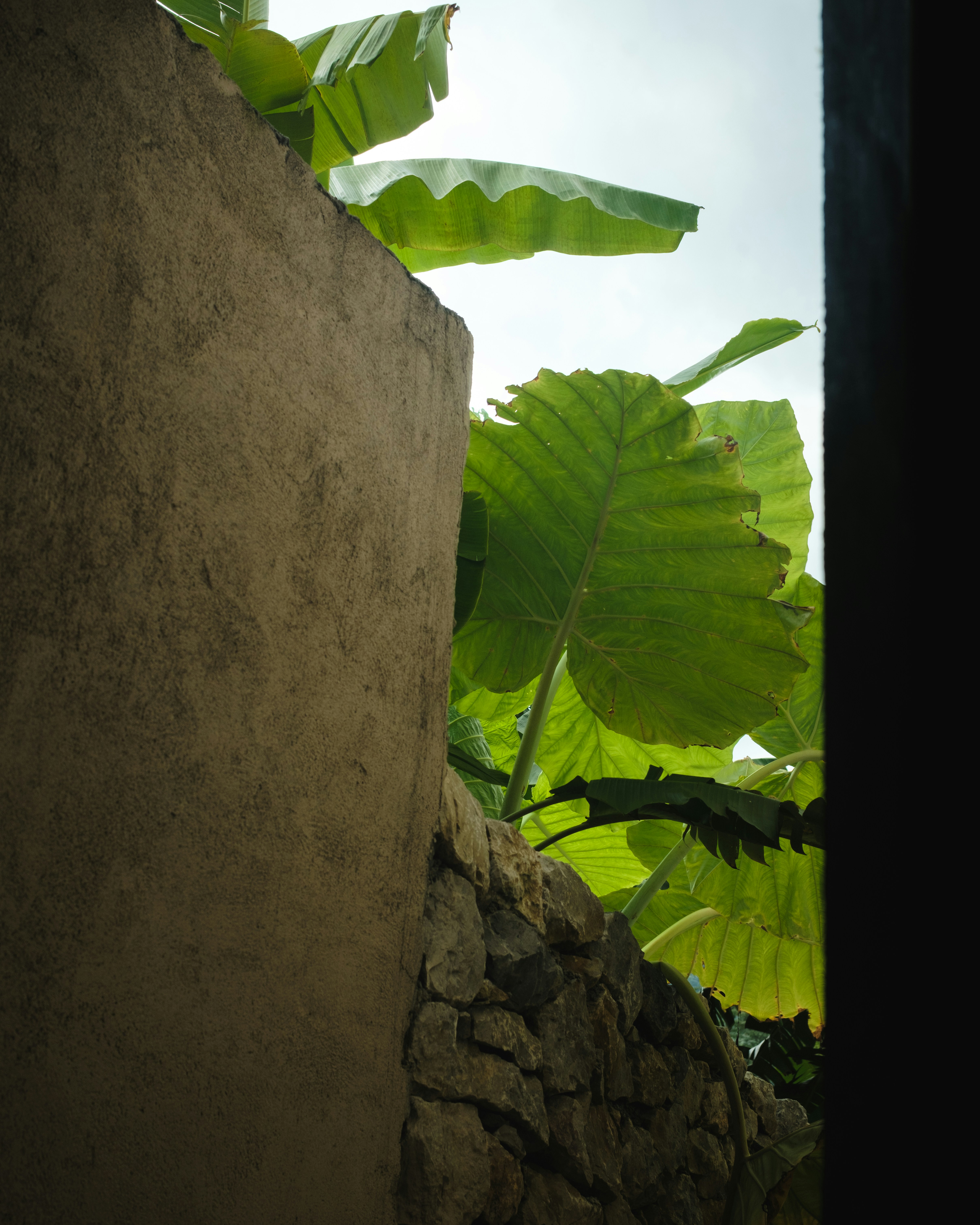 Green Overhang: Banana Leaves Behind a Rough Wall