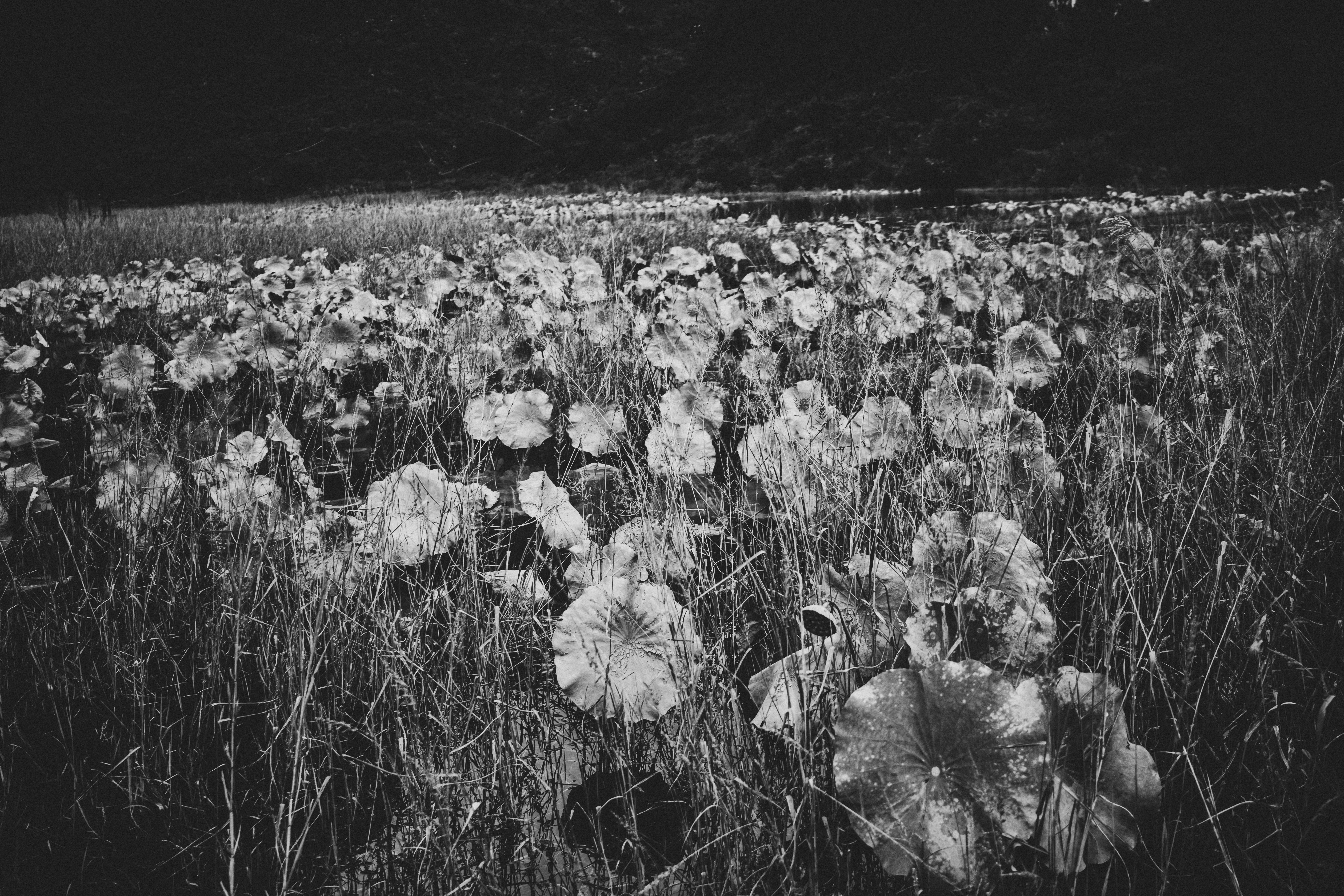 Field of Malva: a monochrome sea of leaves under a distant dark bank