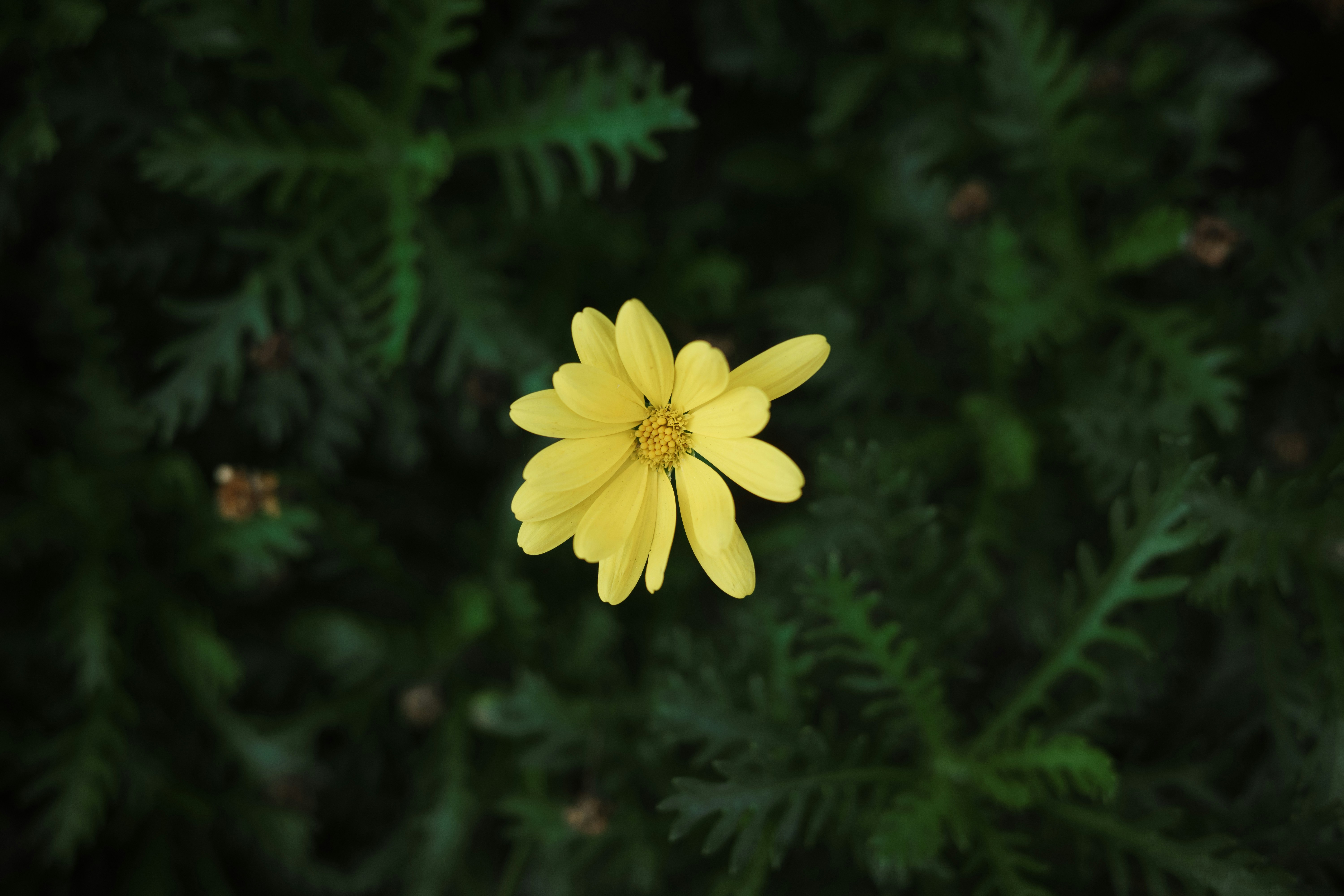 Mid-Cawnflower: A Singular Yellow Bloom in Quiet Foliage