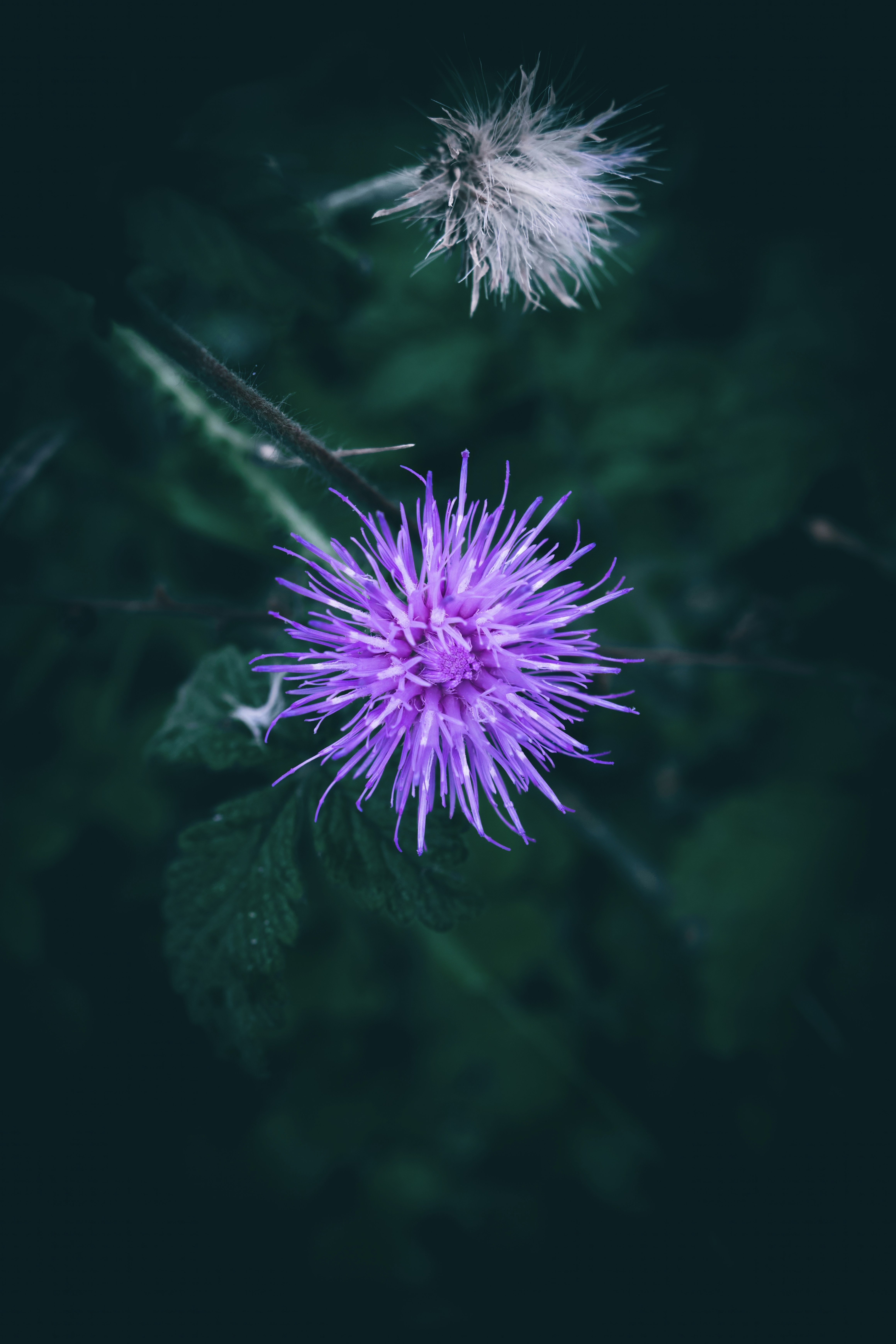 A close up of a purple and pink Thistle flower