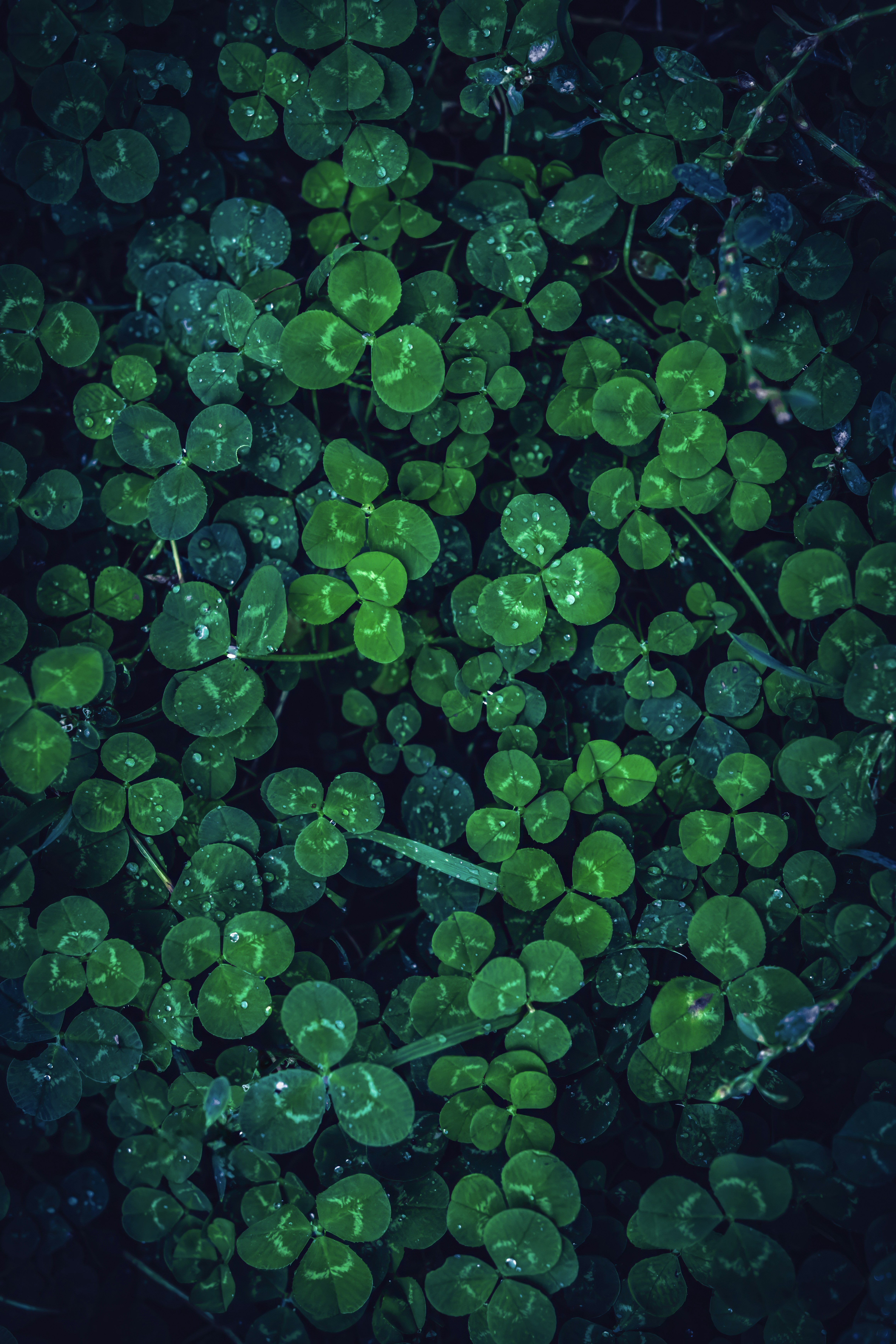 Emerald Carpet: A Quiet Understory of Clover-like Leaves