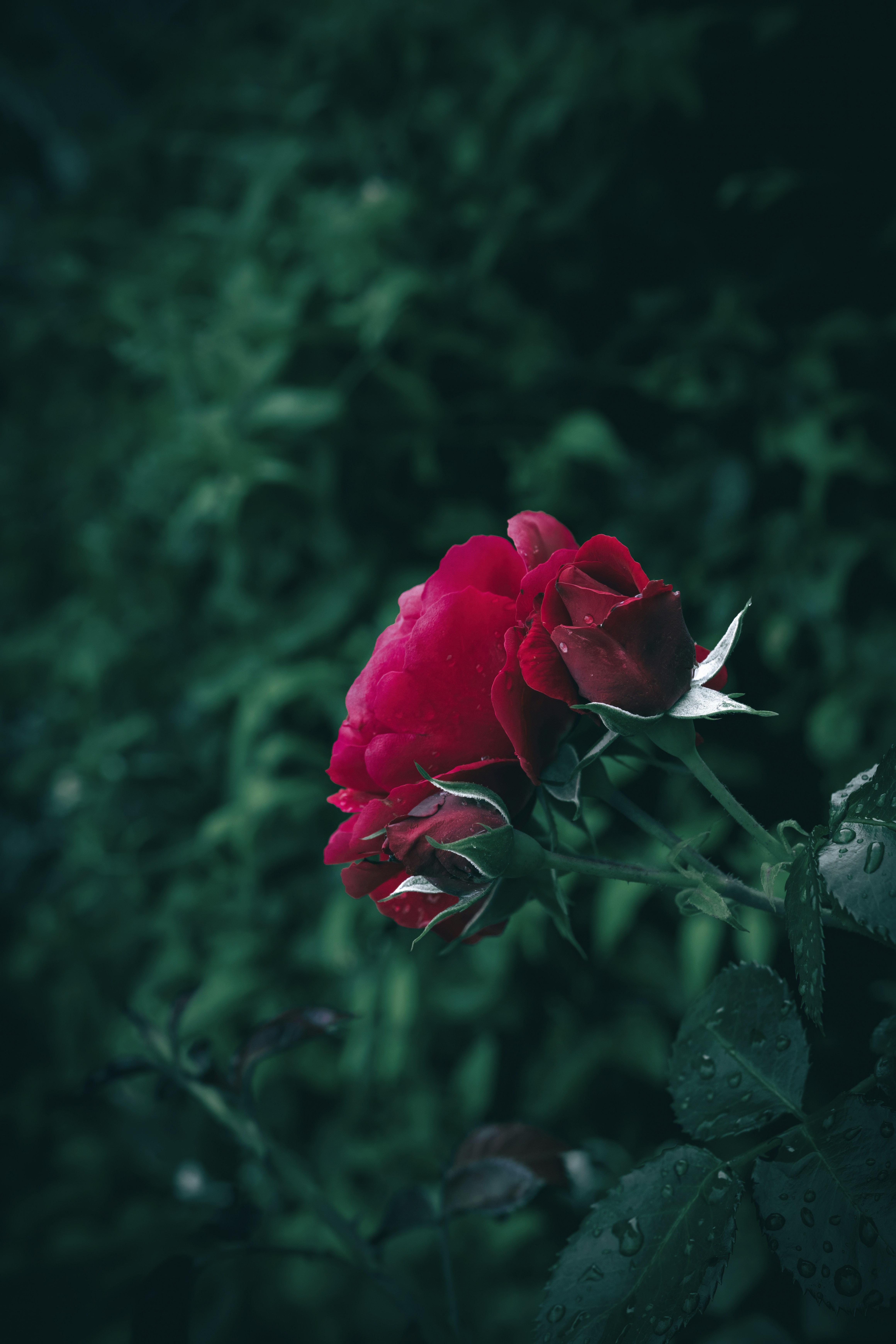 Crimson Bloom Anchored in Deep-green Stillness