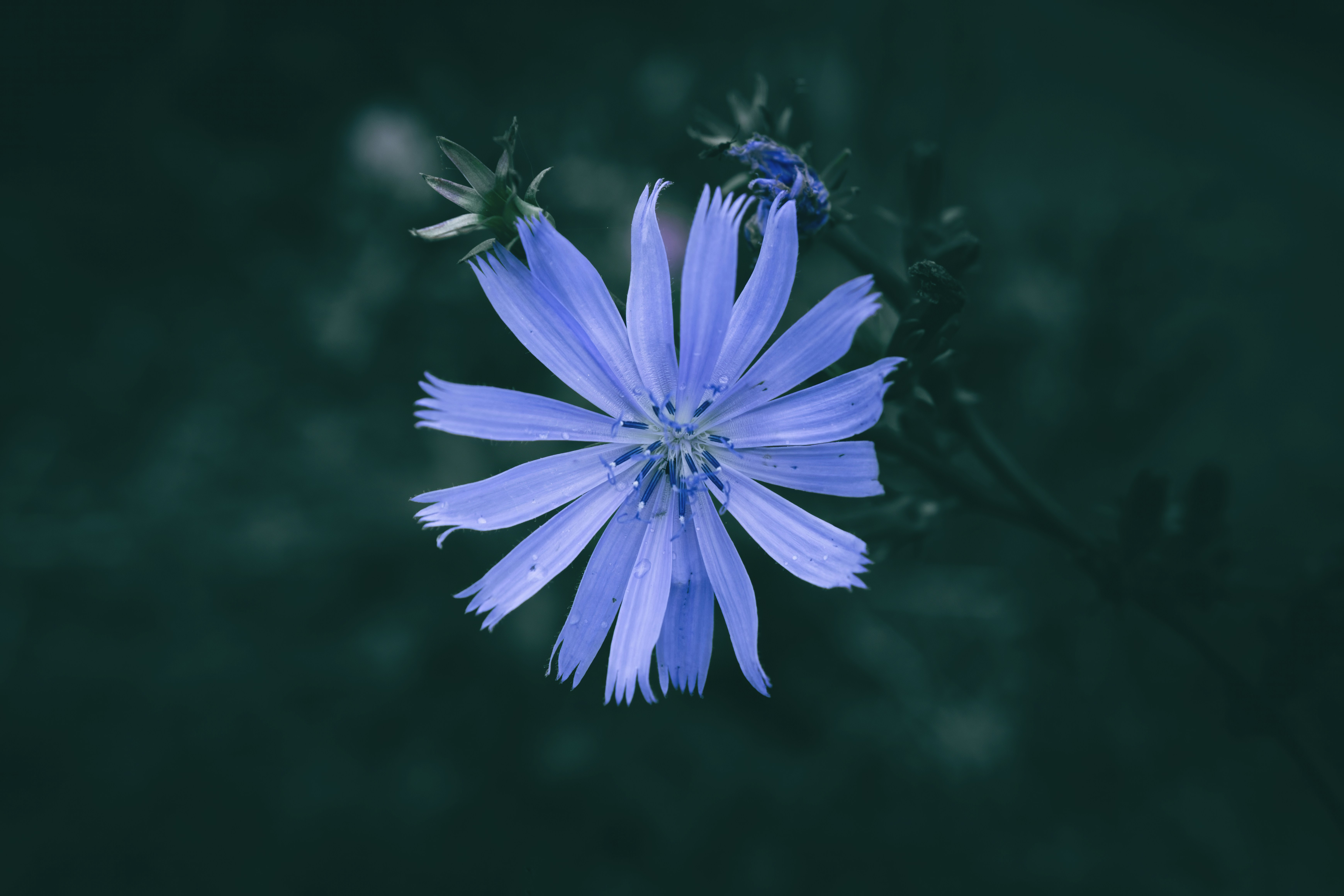 Azure Bloom in Shadowed Quiet
