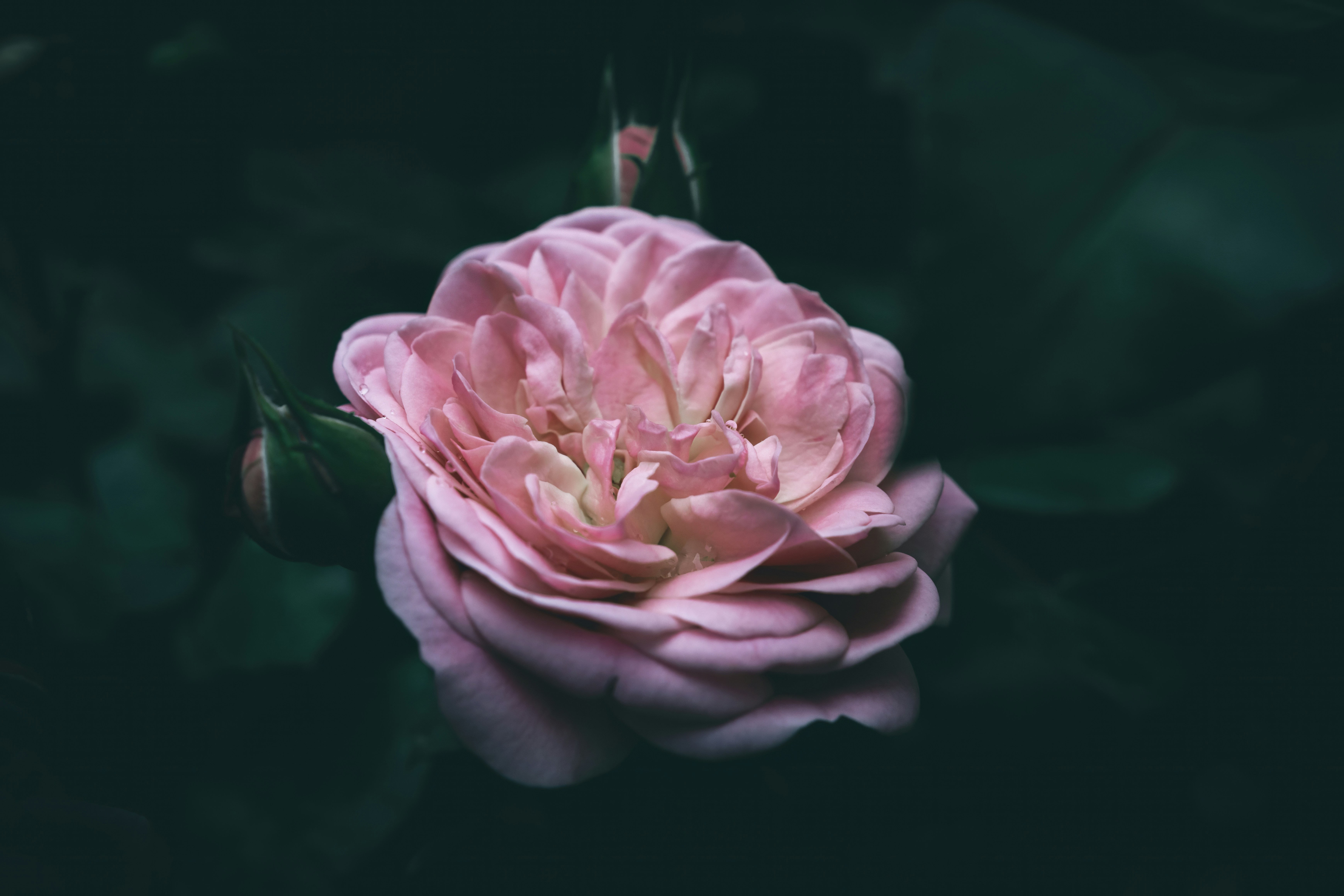 Close-up of a pale pink rose against a dark green background, showcasing soft petals and subtle lighting with a moody, painterly feel.