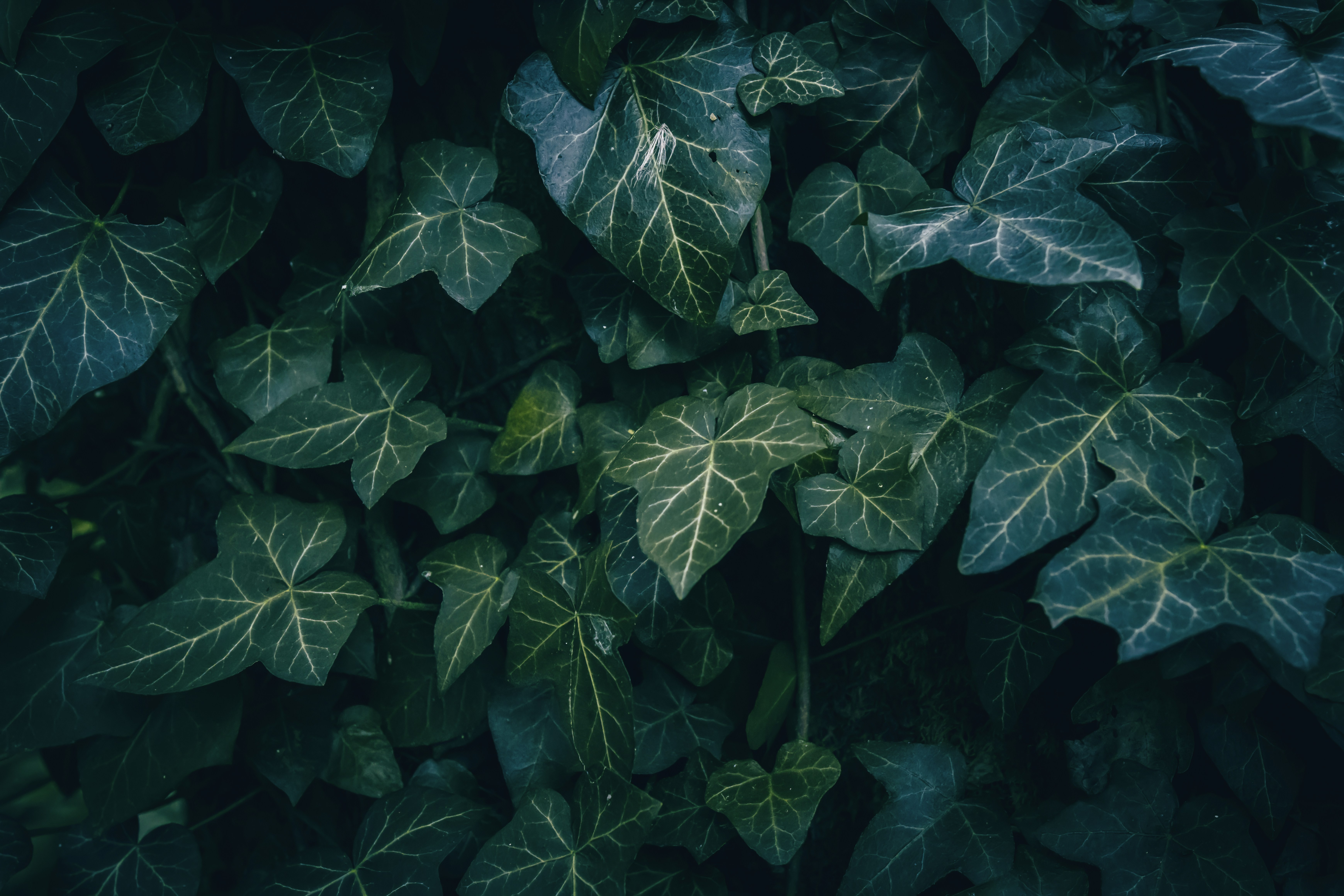 Midnight Green Canopy: Ivy Veins in Quiet Shadow