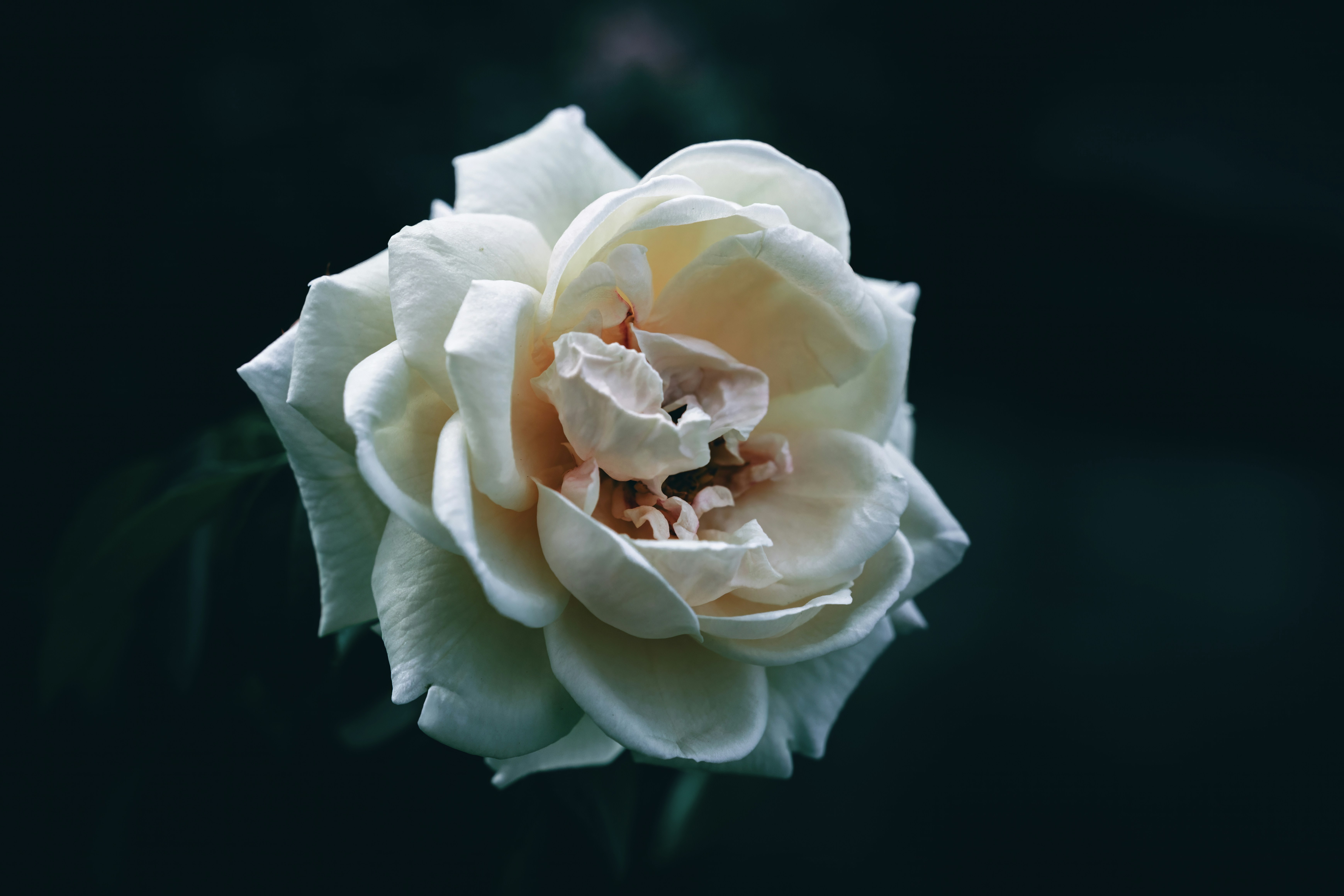 White Rose in Deep Quiet: A Quiet Bloom Against Night