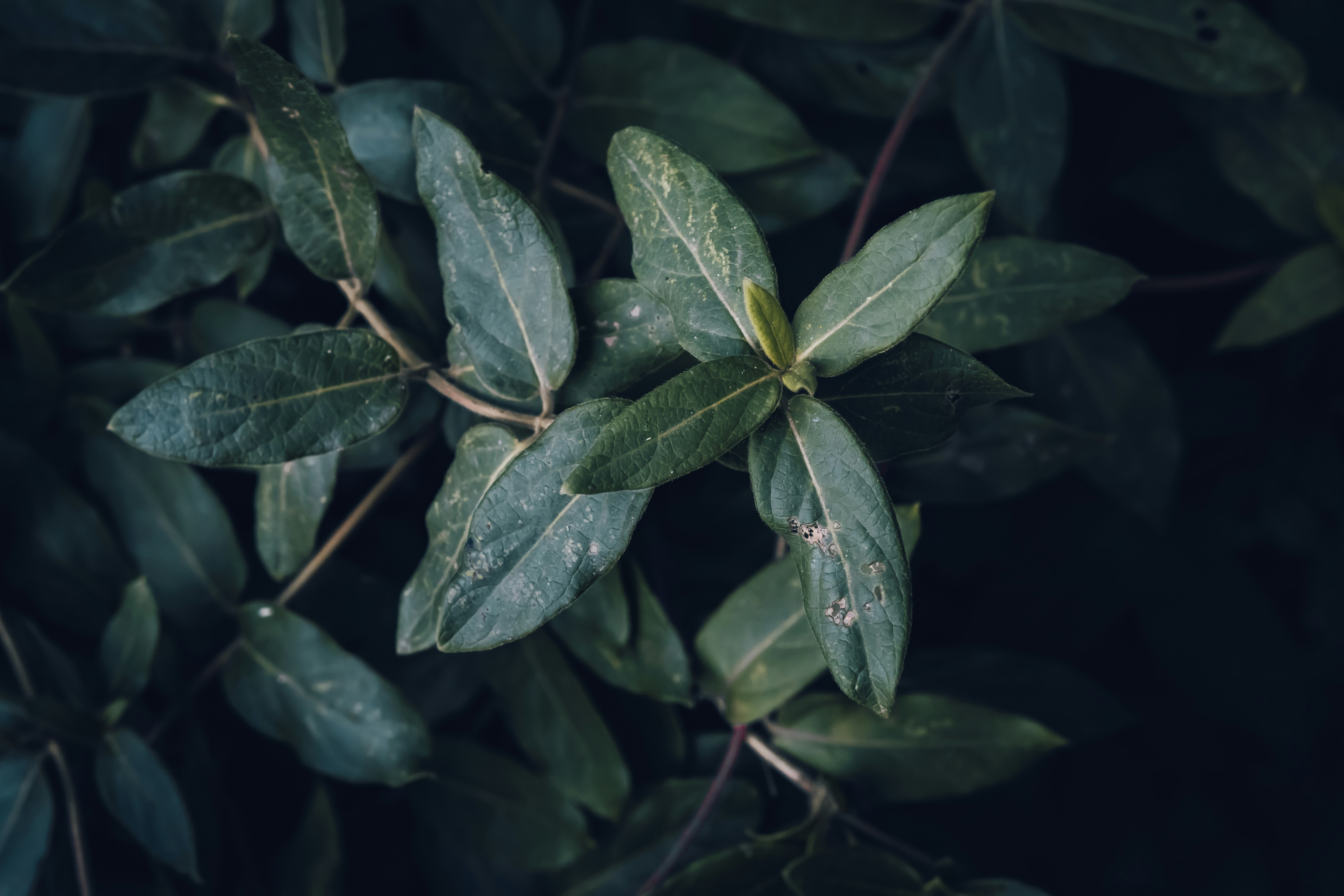 Midnight Green: Leaves Wently Framed in Quiet Shadow