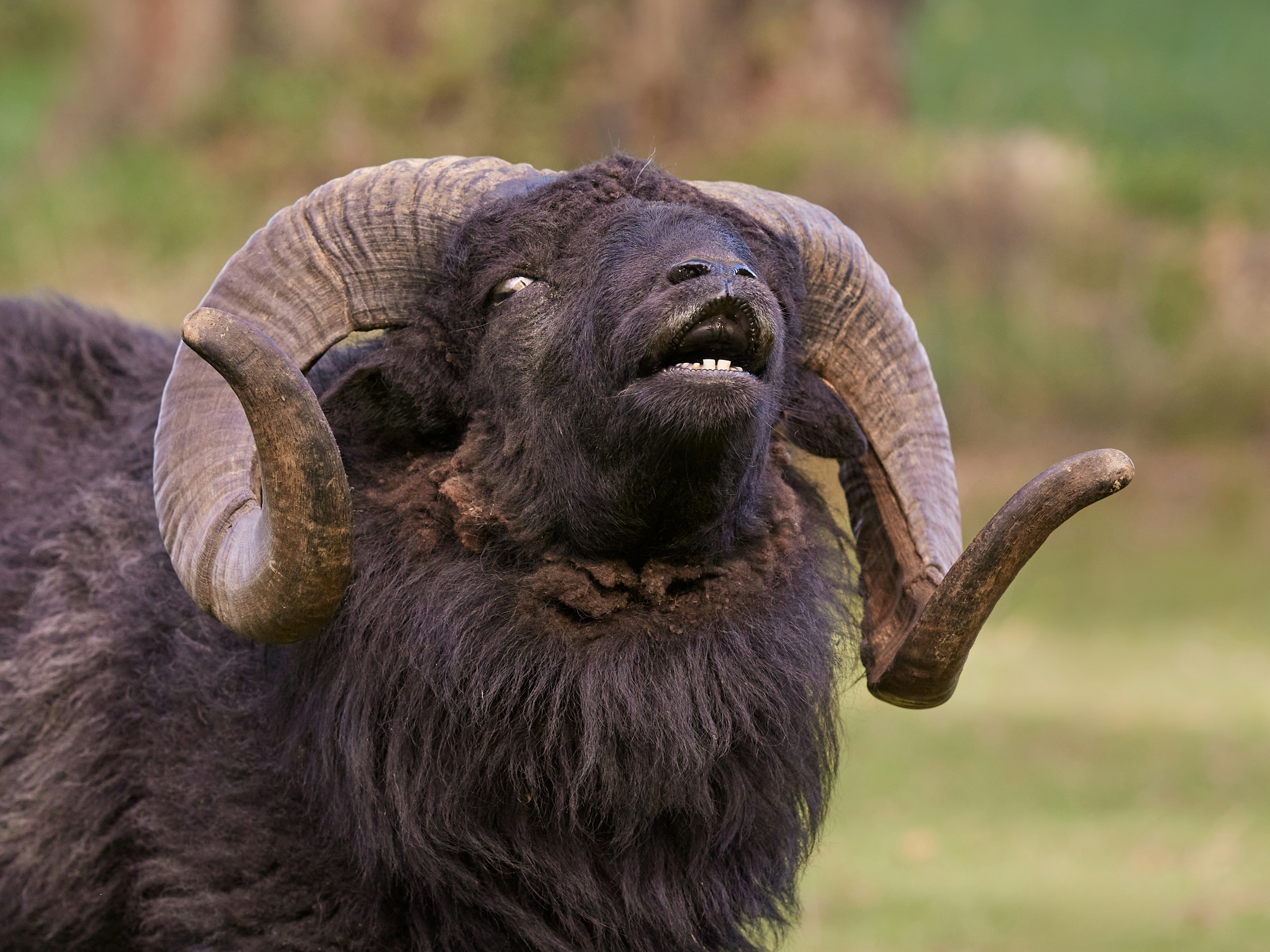 Rams’ Gaze: A Ram’s Striking Moment in Soft Backdrop