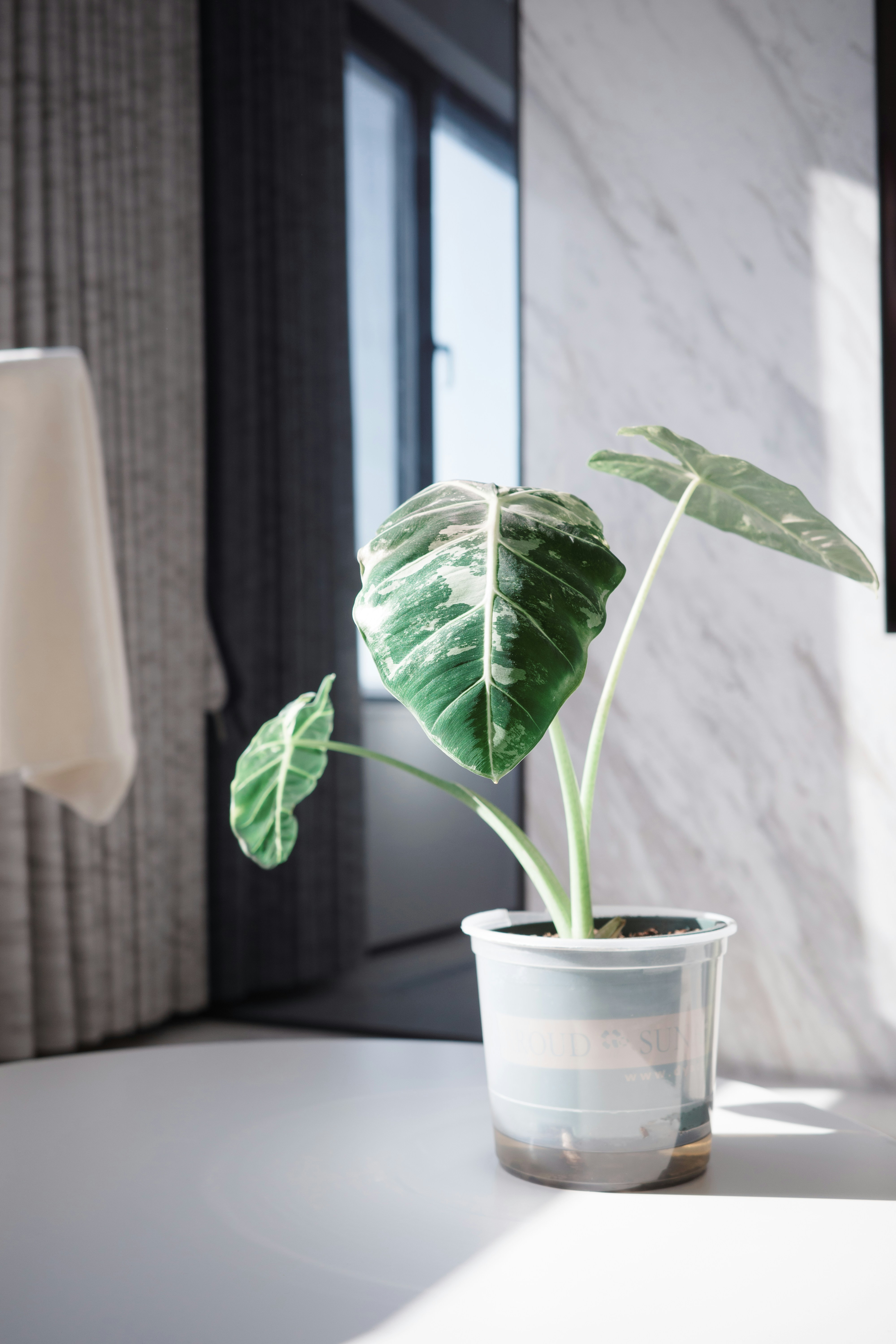 Sunlit Greenery in a Minimal Studio