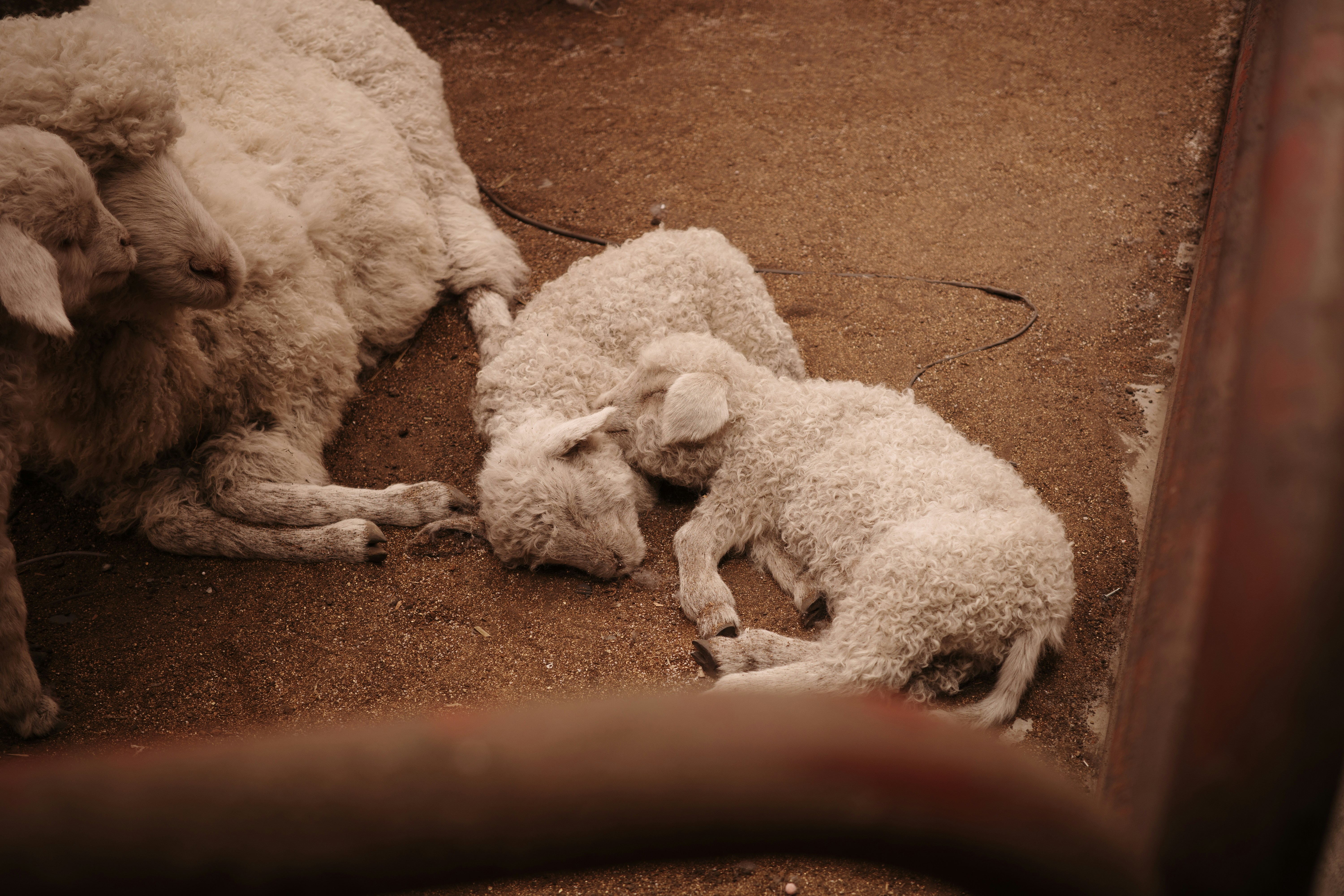 Sleepy Flock: A Close-Knit Moment in Sepia