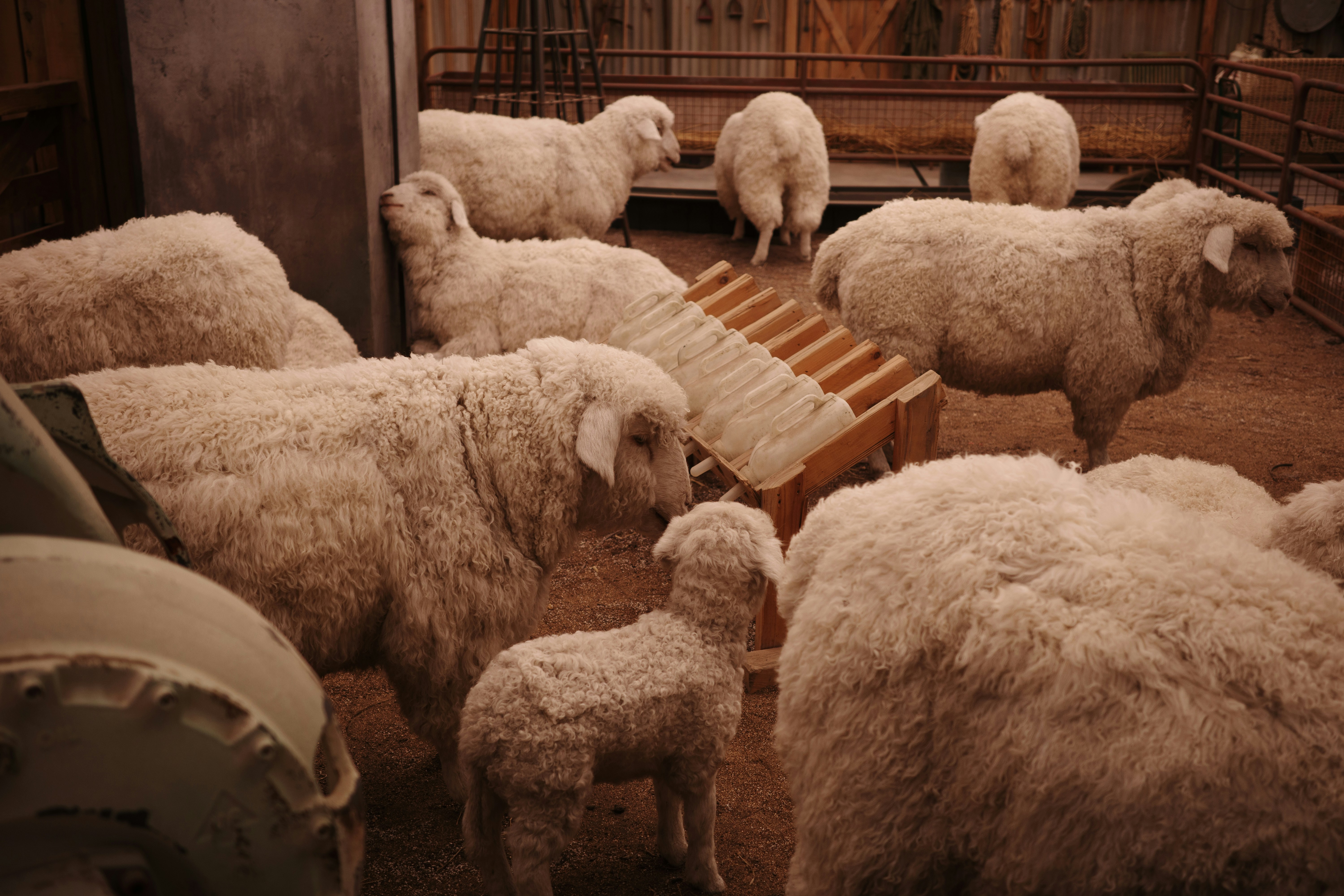 Sheep in a Cozy Barn: Soft Light on a Quiet Herd