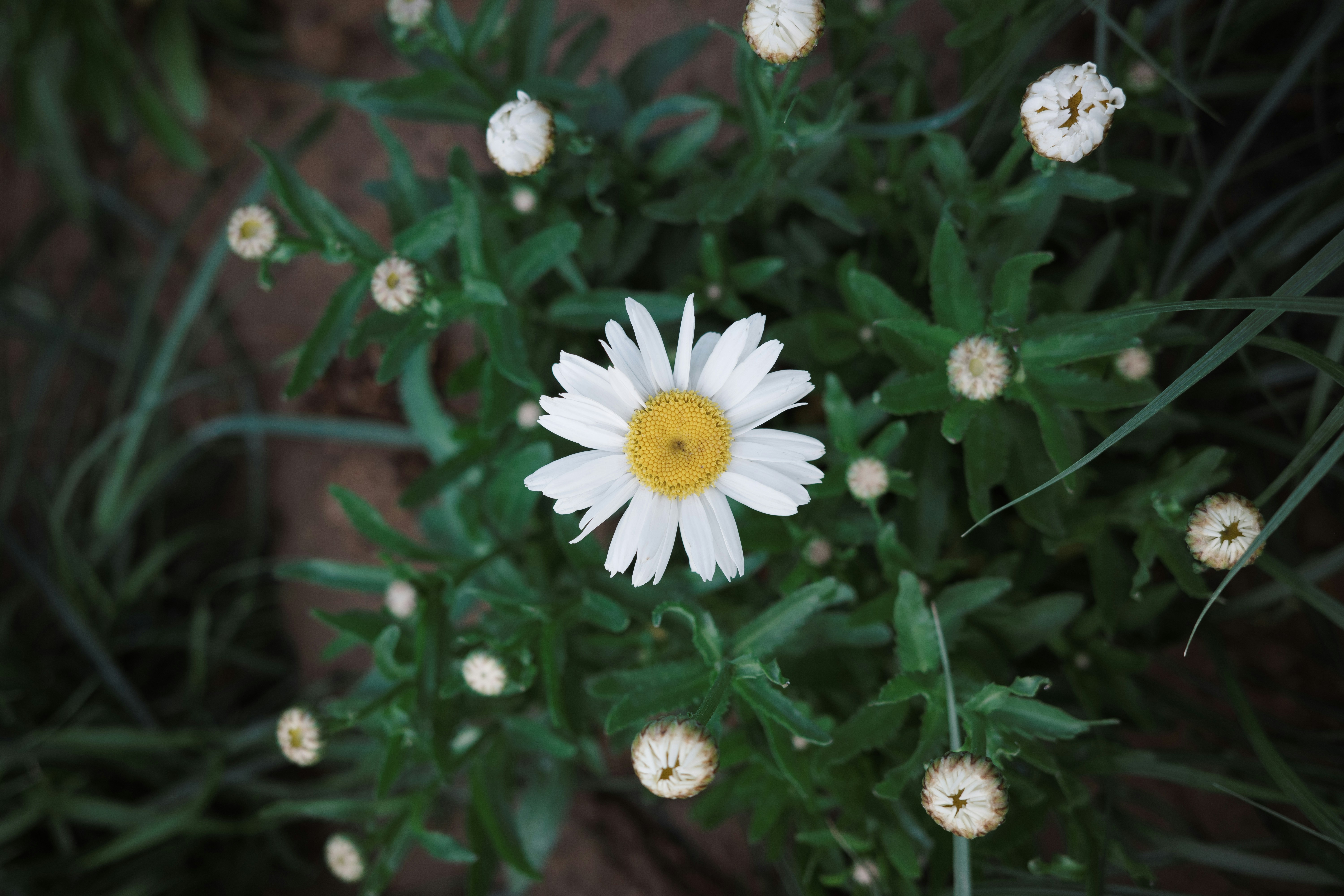 Center Bloom: A lone white daisy with a yellow heart amid green field