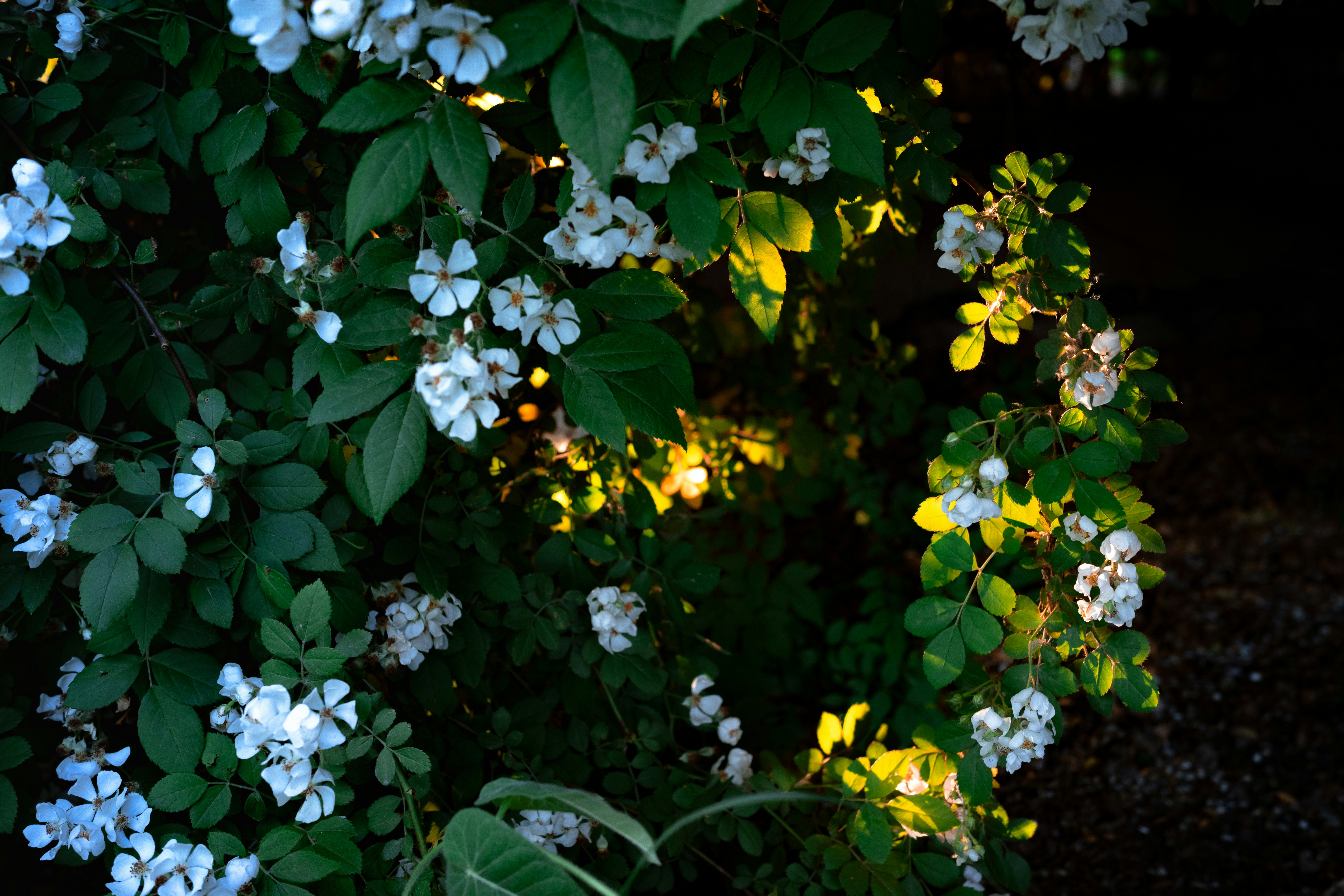 Golden Hour Bloom: Light Seams Through a Blue-White Buds