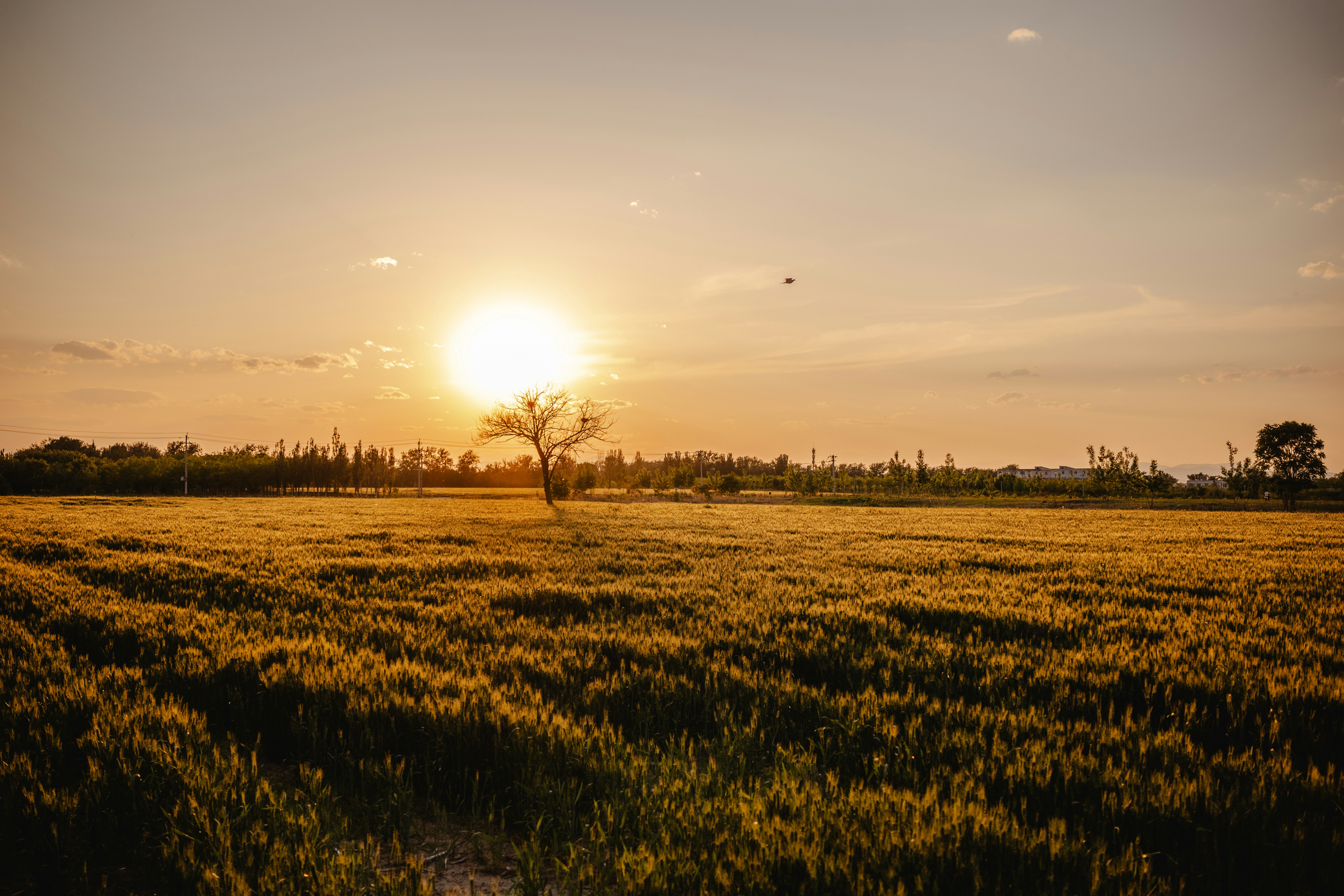 Sunlit solitary tree amid golden fields at dusk