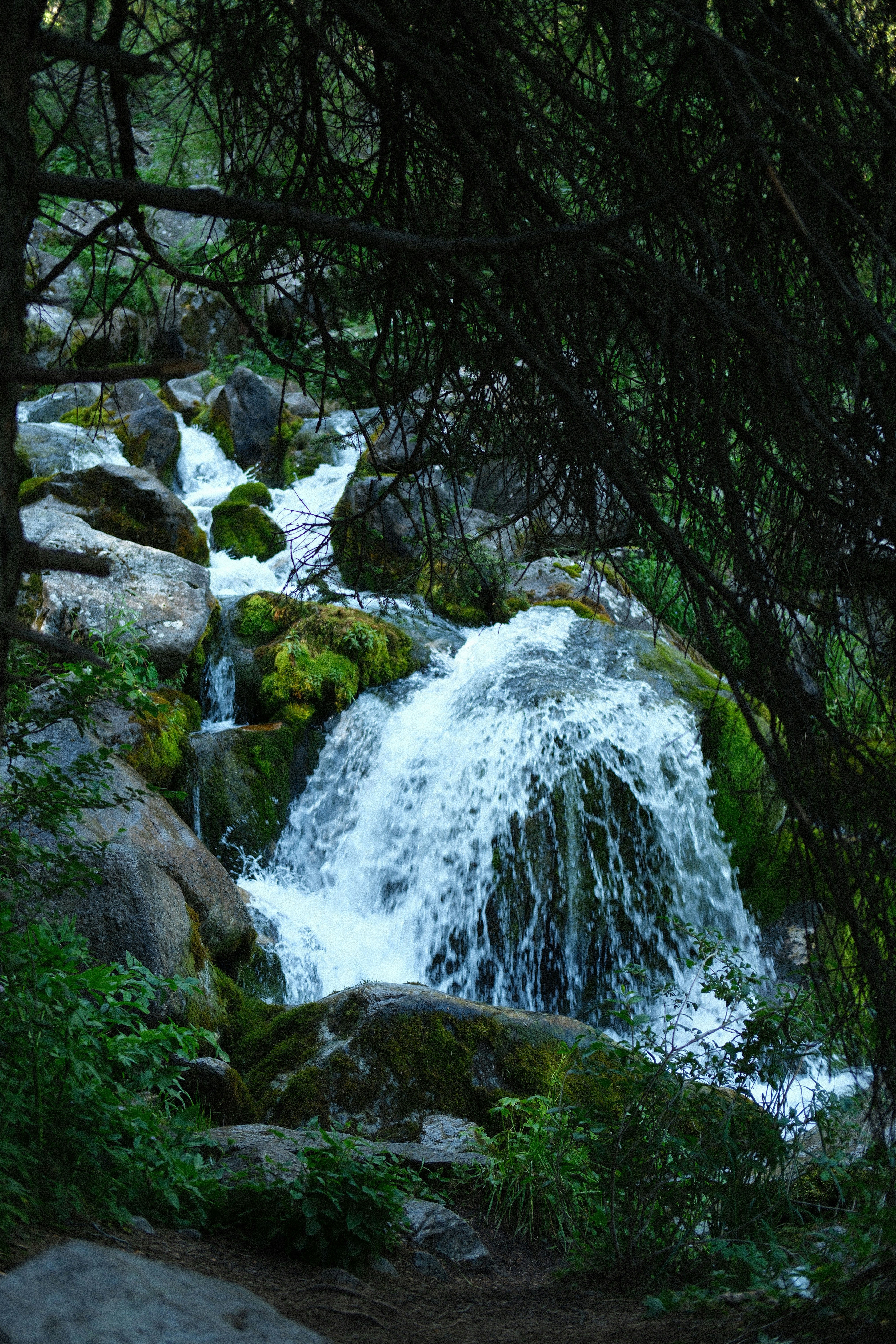 Hidden Cascade in a Mossy Forest Corridor