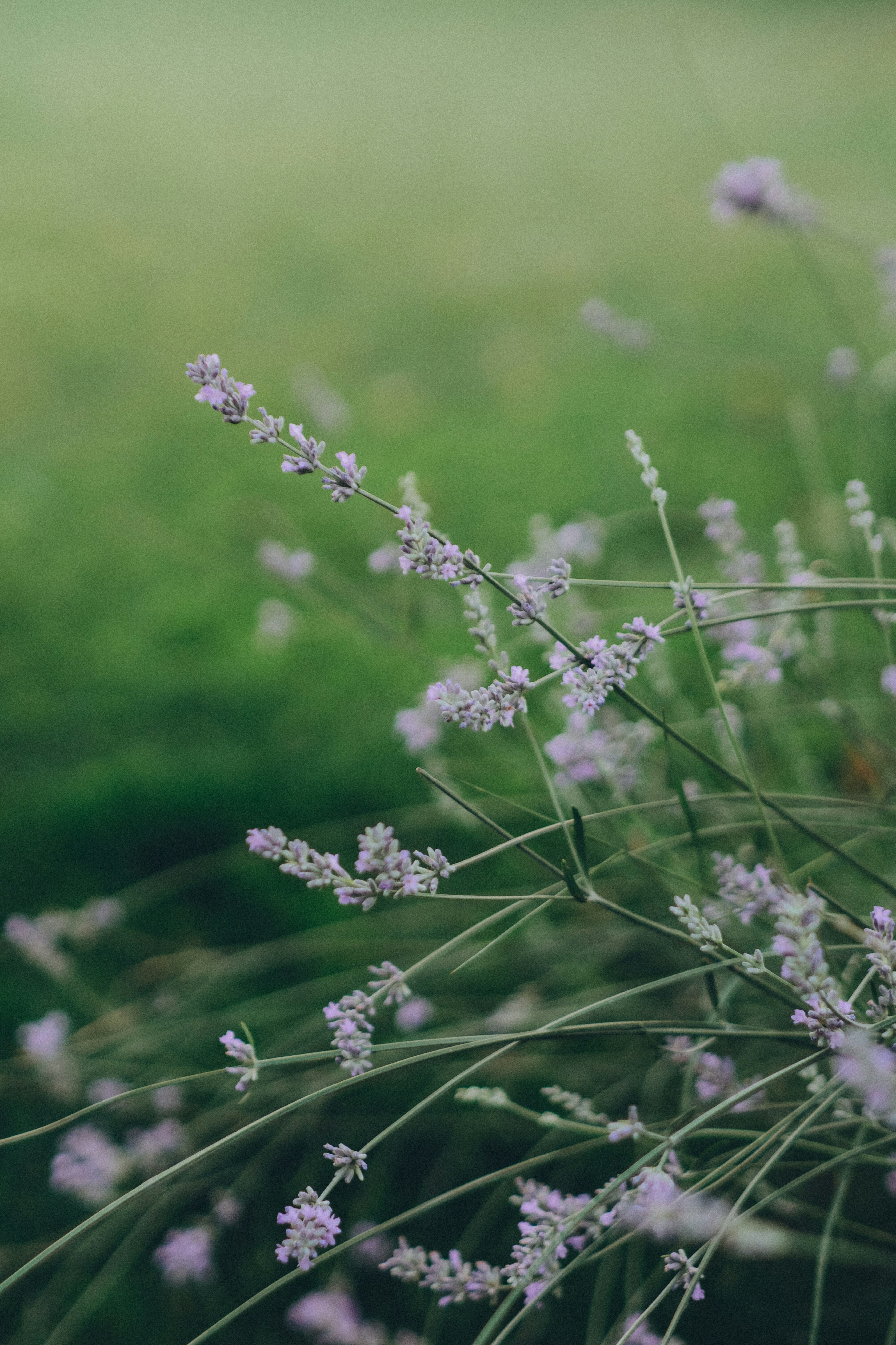 Lavender Lace: a close sweep through pale purple blooms tossed by breeze