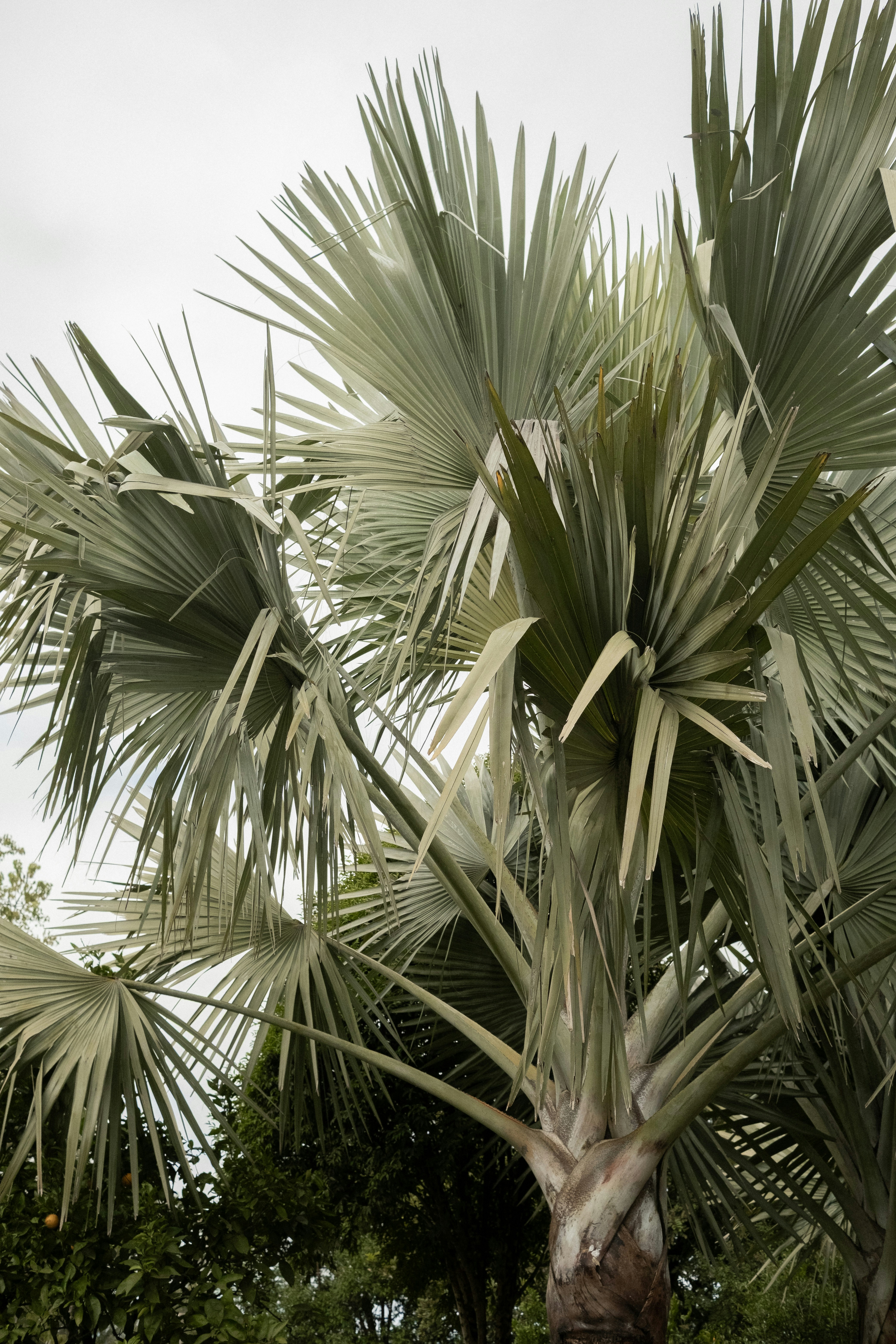 Palm Crown in Arc of Sunlit Foliage