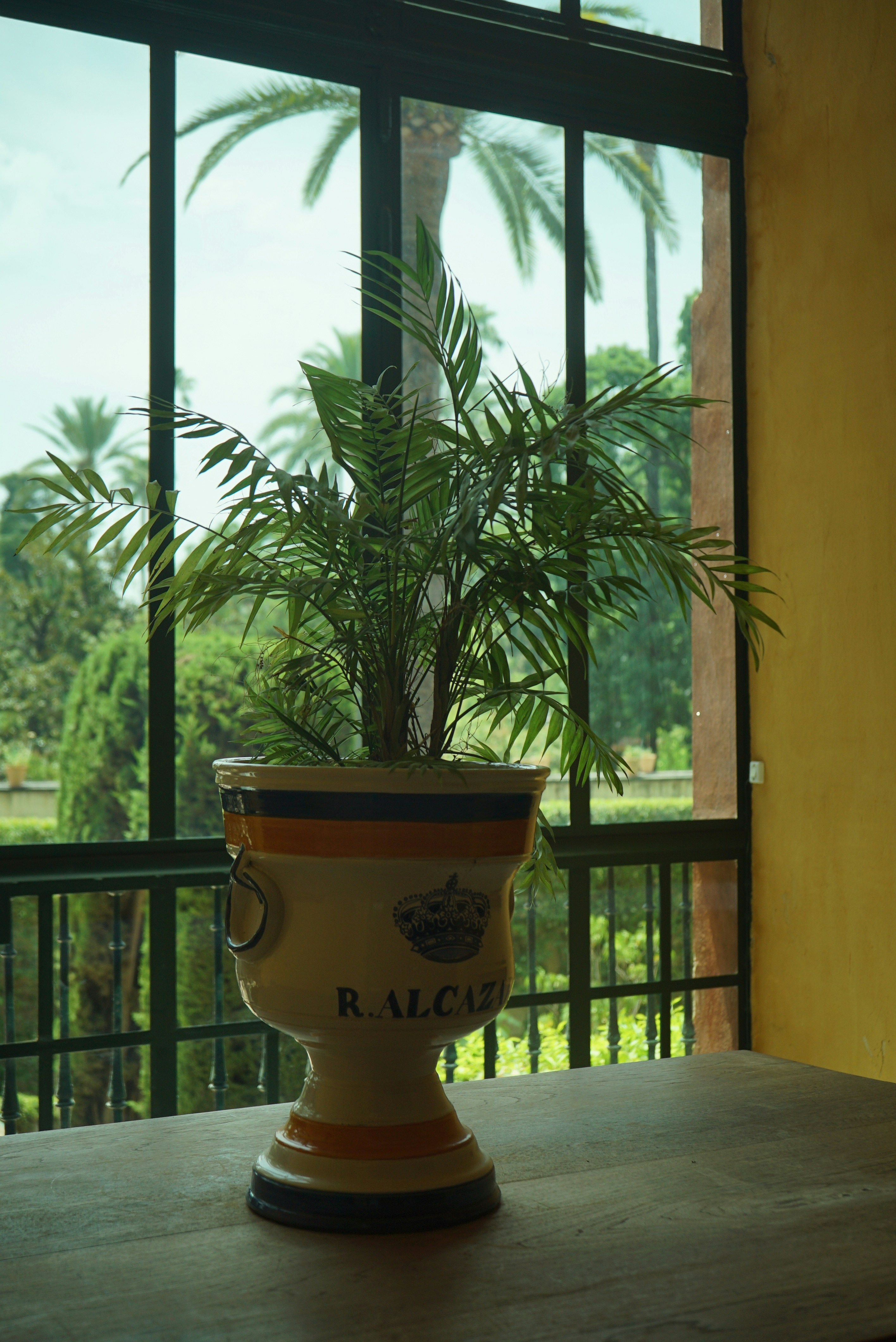 Verdant Pot on a Sunlit Windowledge