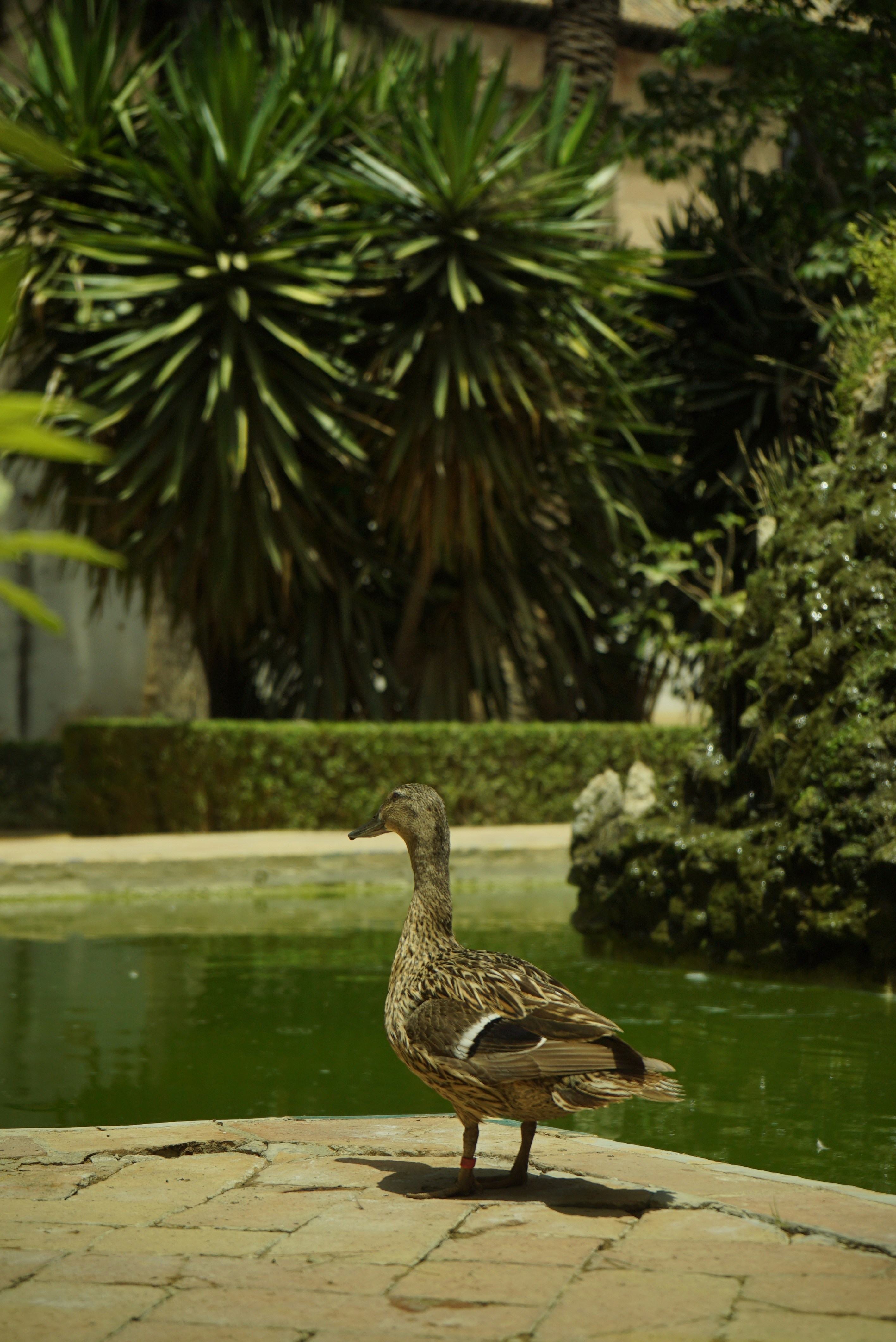 Duck by the Garden Pond: Quiet Confidence on the Stone