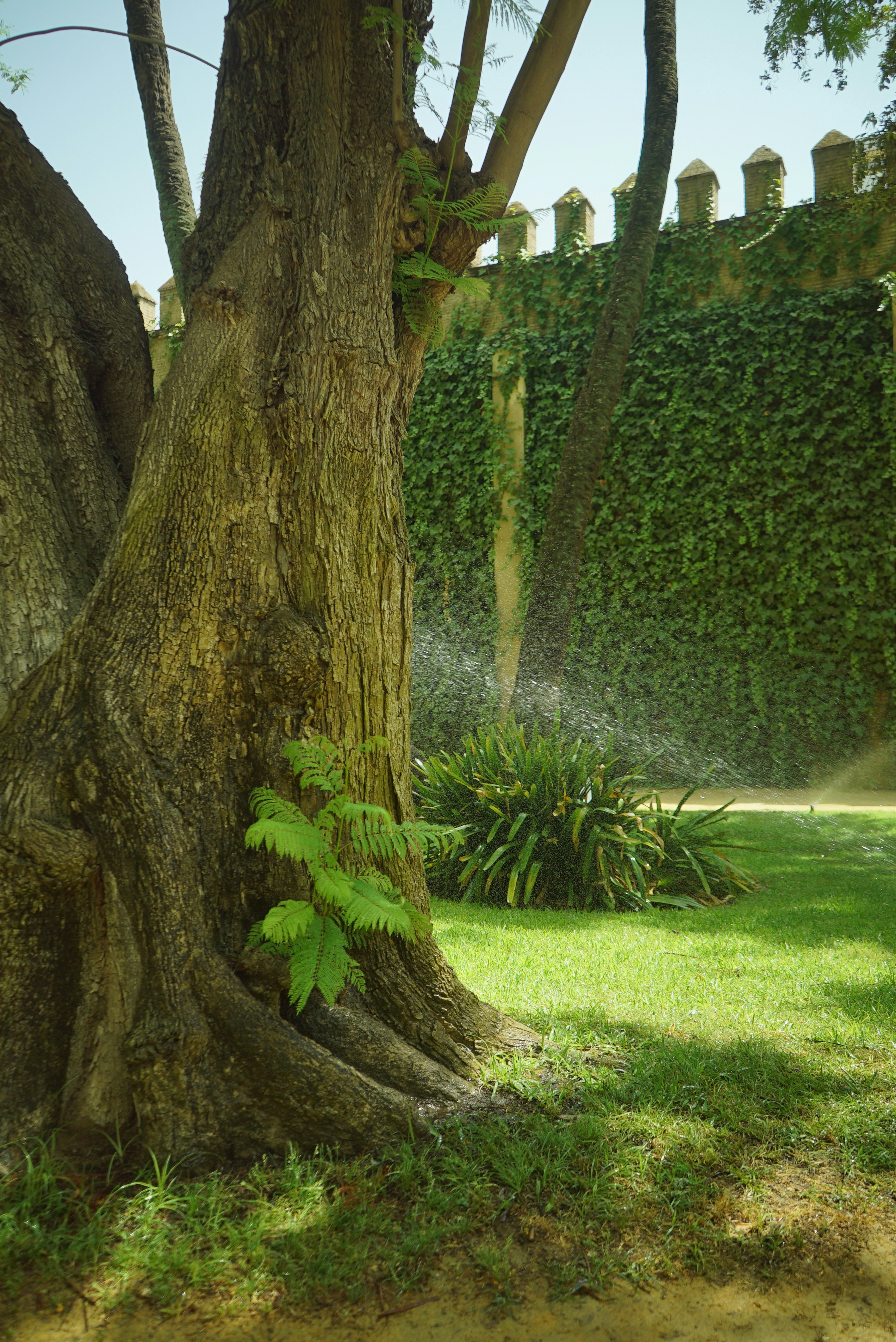 Sprinkled sunlight at the old garden grove