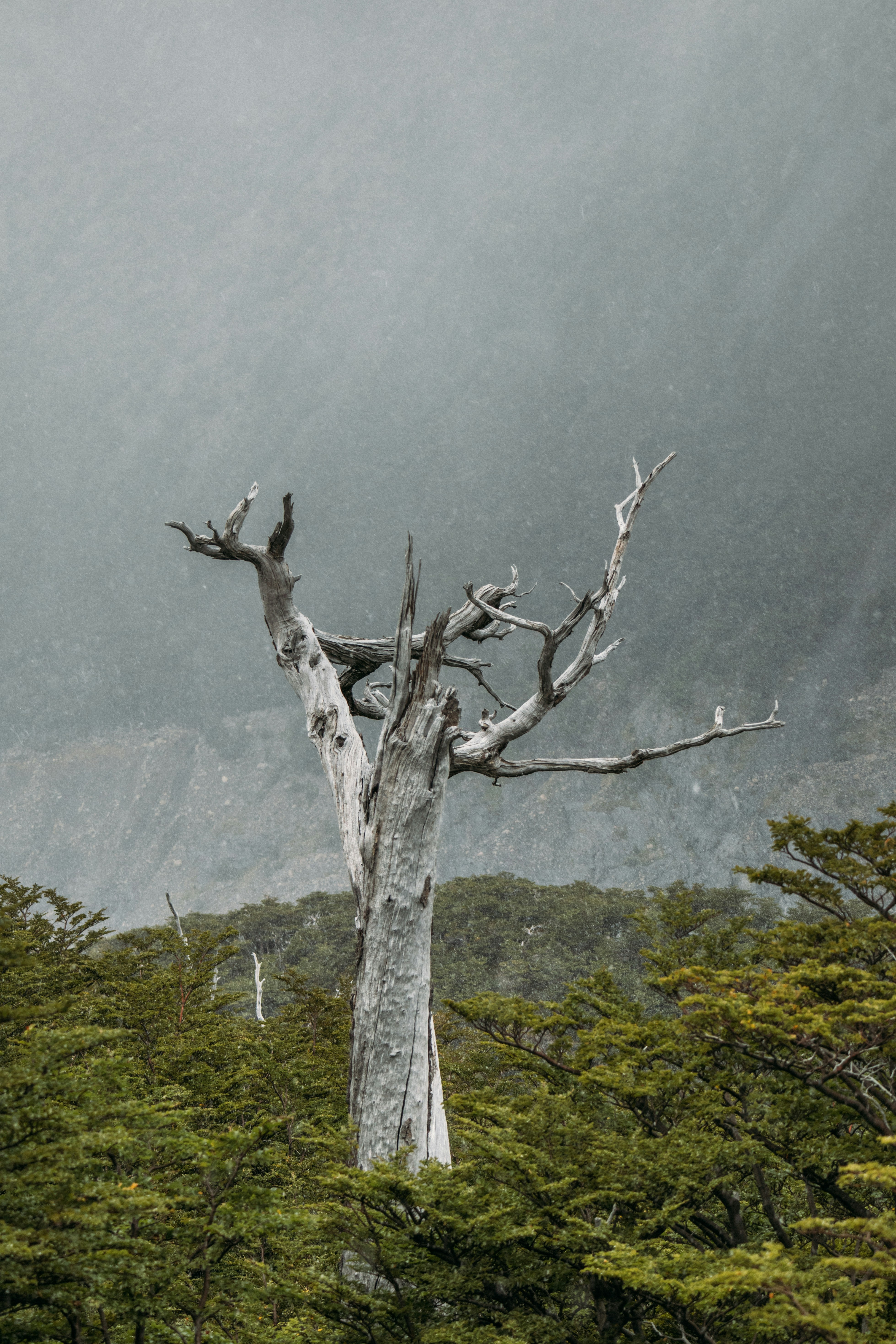 Weathered sentinel: a solitary dead tree rising from evergreen hush