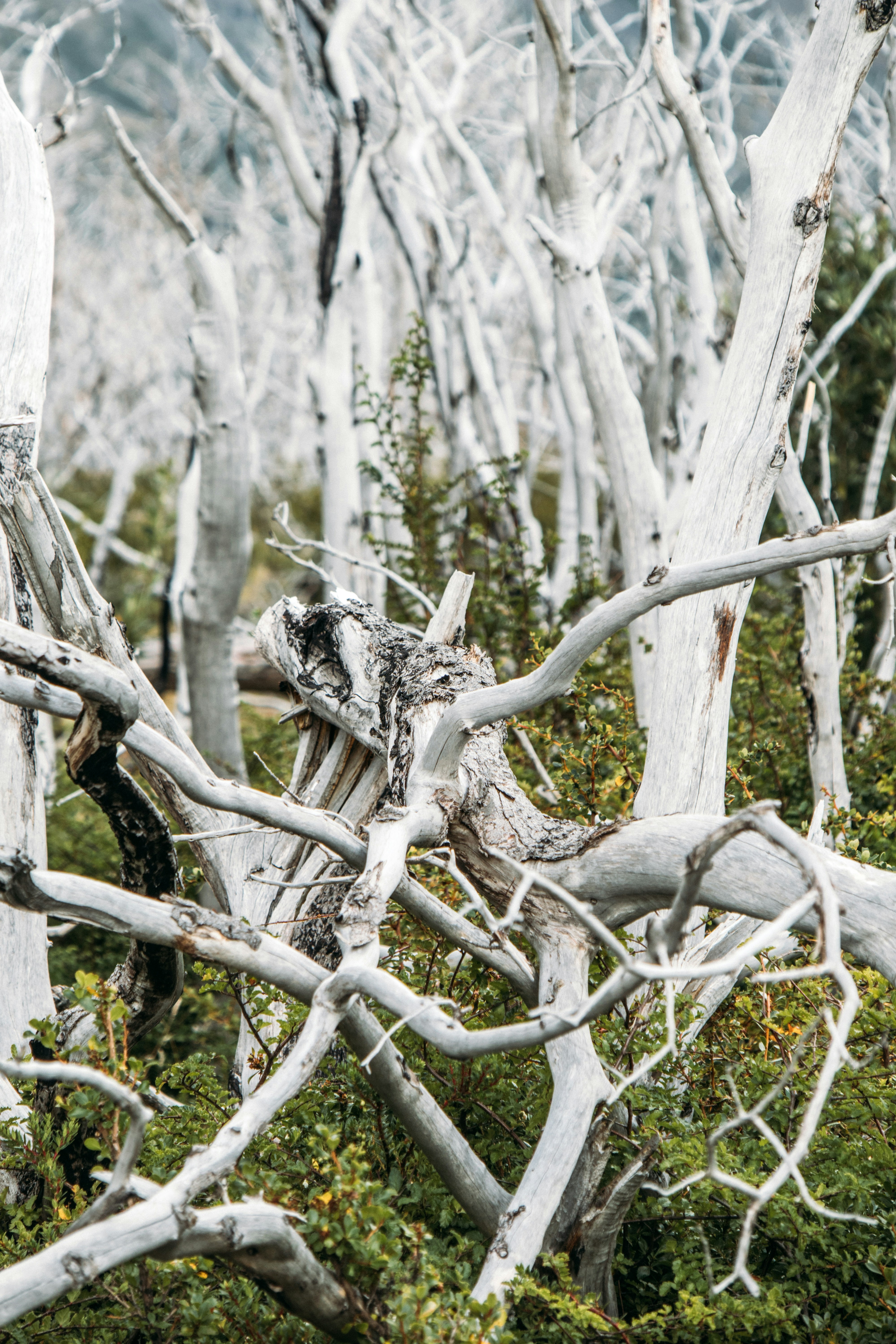 Whispering Skeletons: A Tangle of Bleached Trees in a Quiet Forest