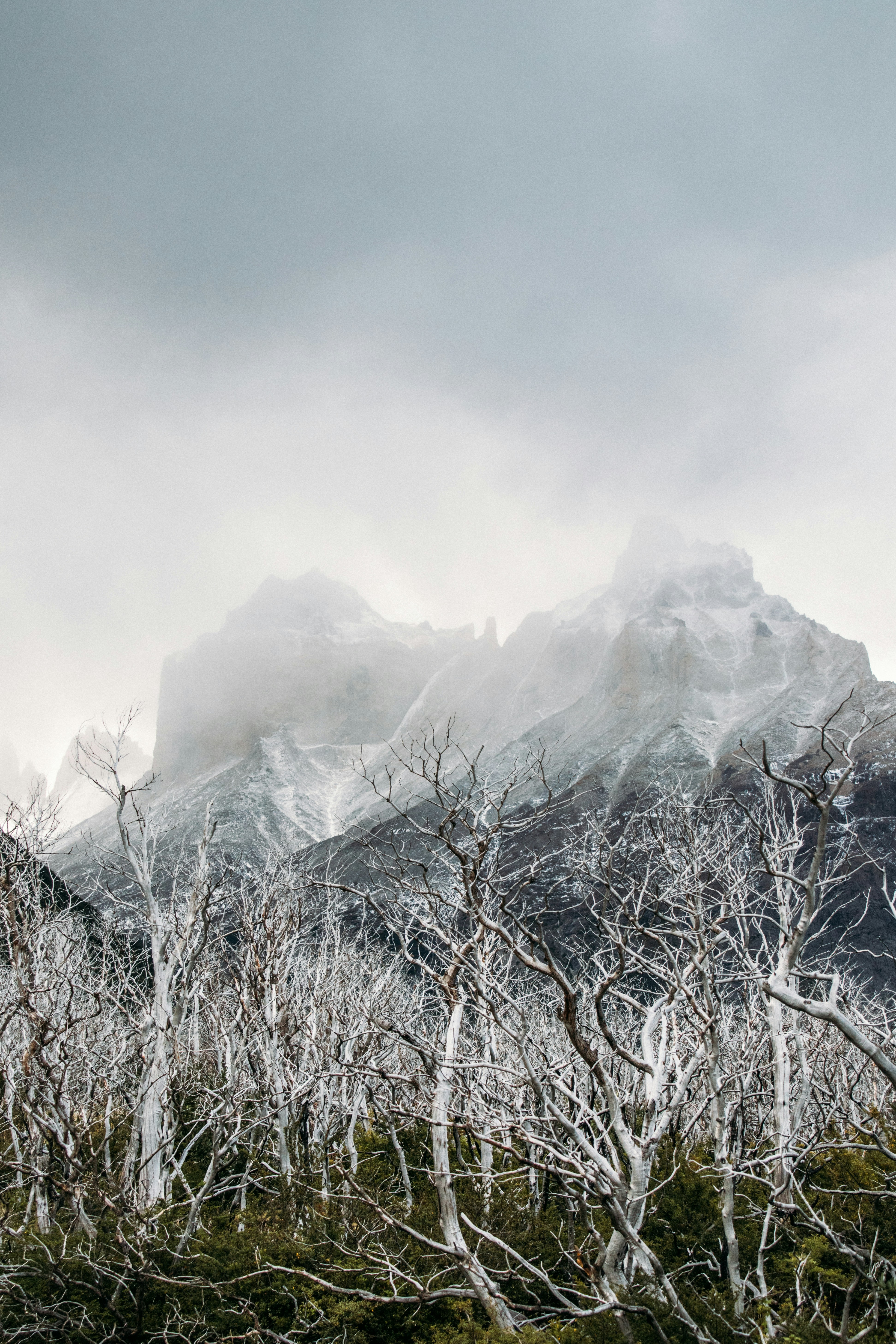 Mist-veiled Peaks Above a Skeleton Forest