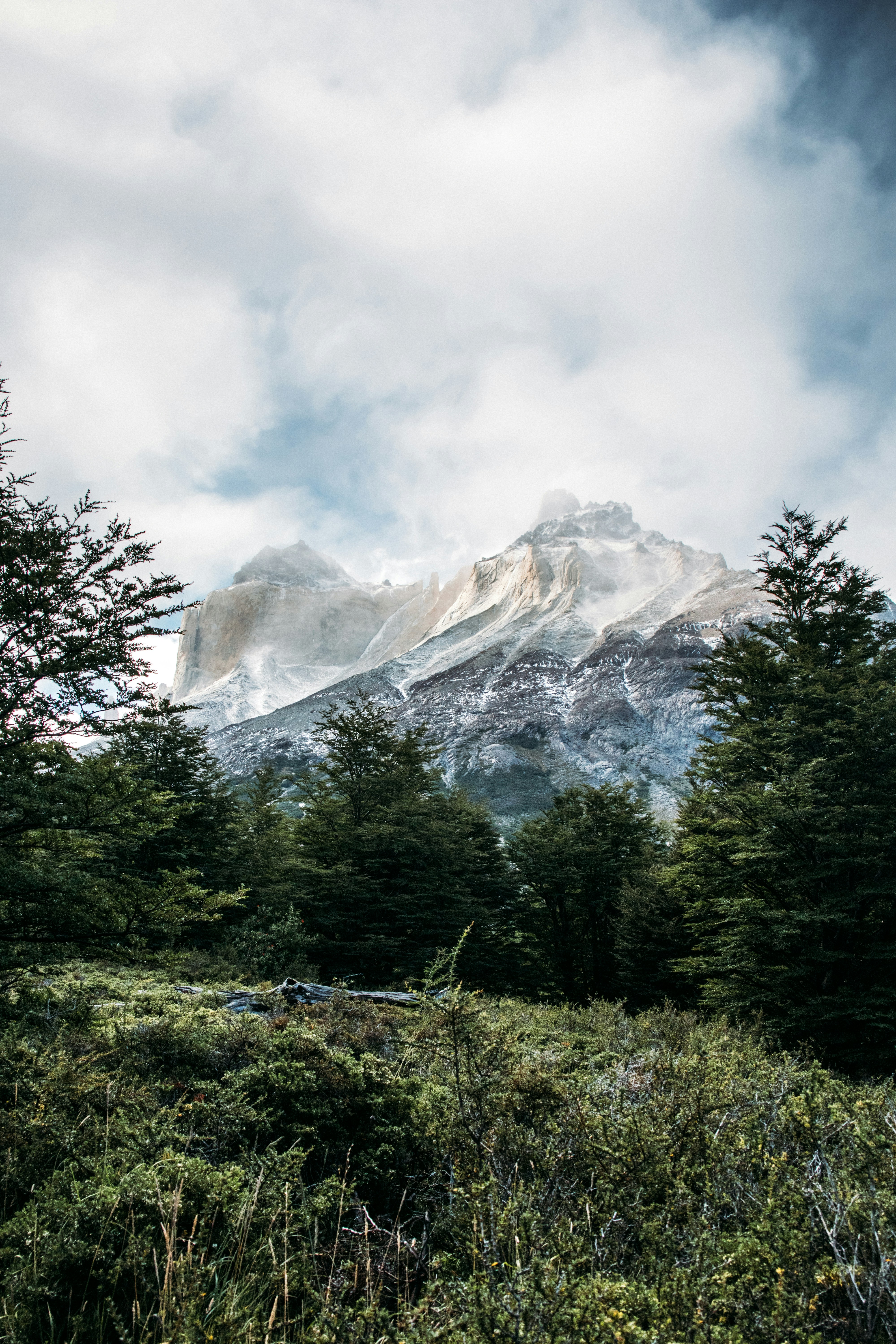 Snow-crowned Peaks Loom Over Pine Foreground