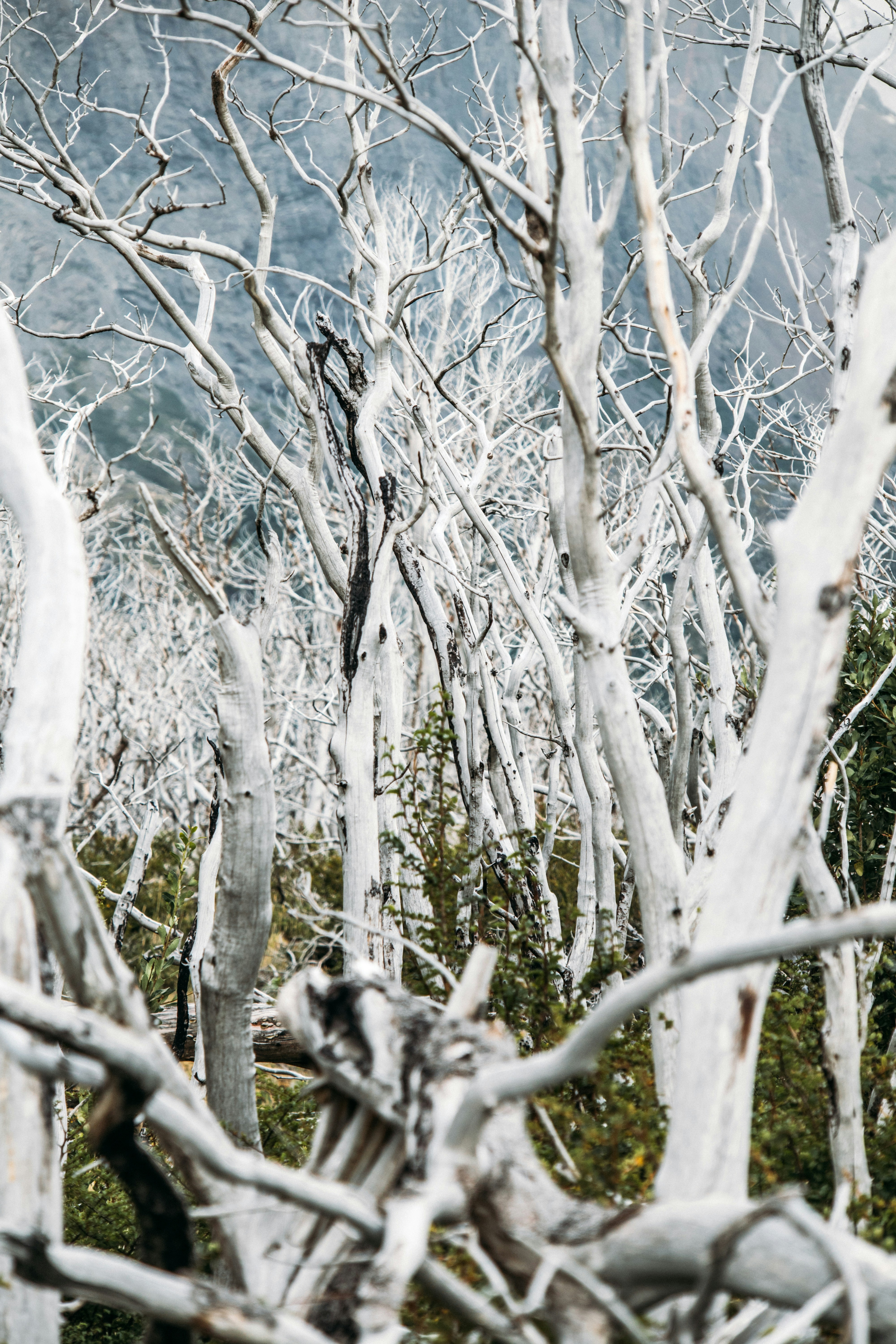 Echoes of White Silence: Deserted Forest of Ghostly Trees