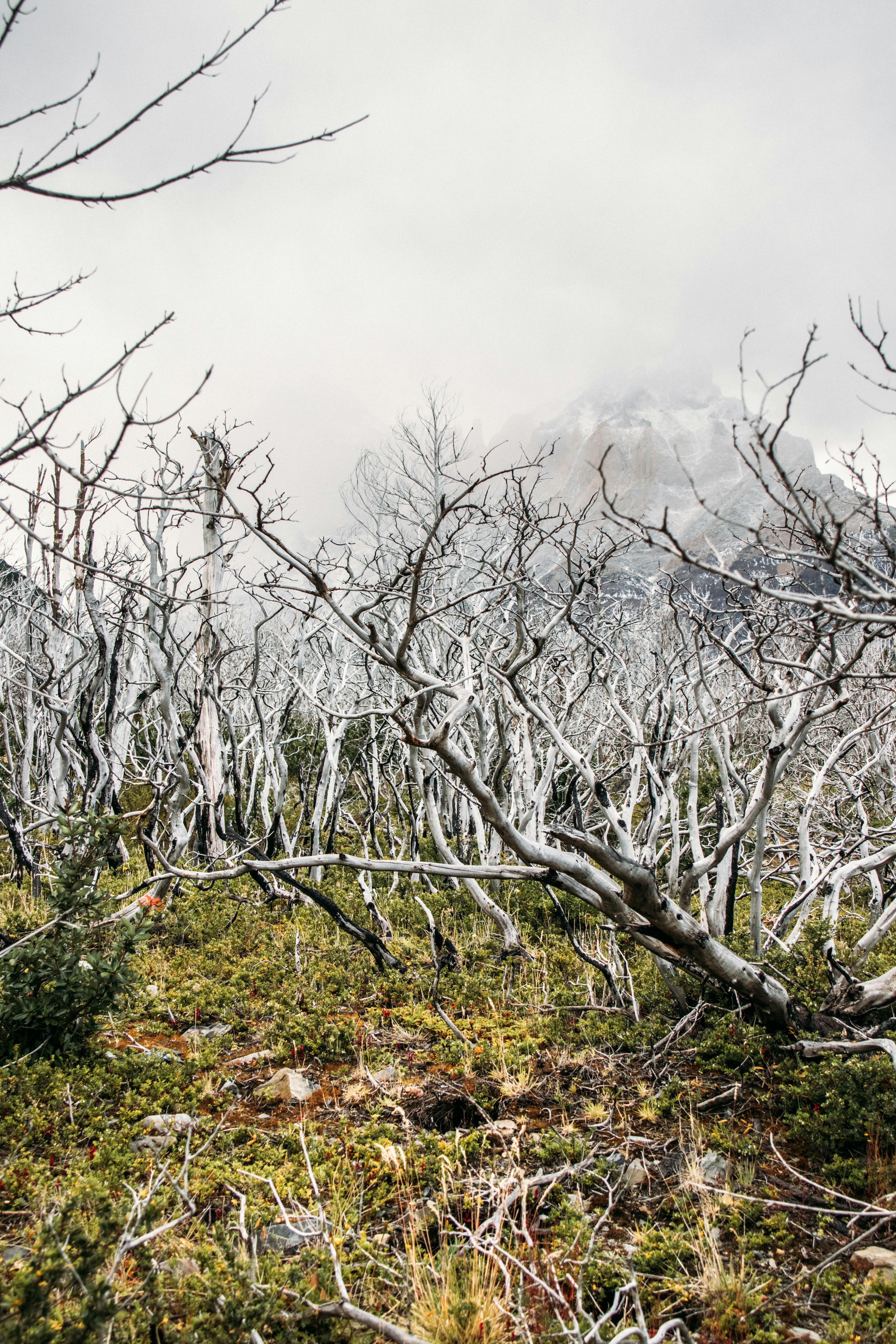 Barren Branches Reaching Toward Misty Peaks