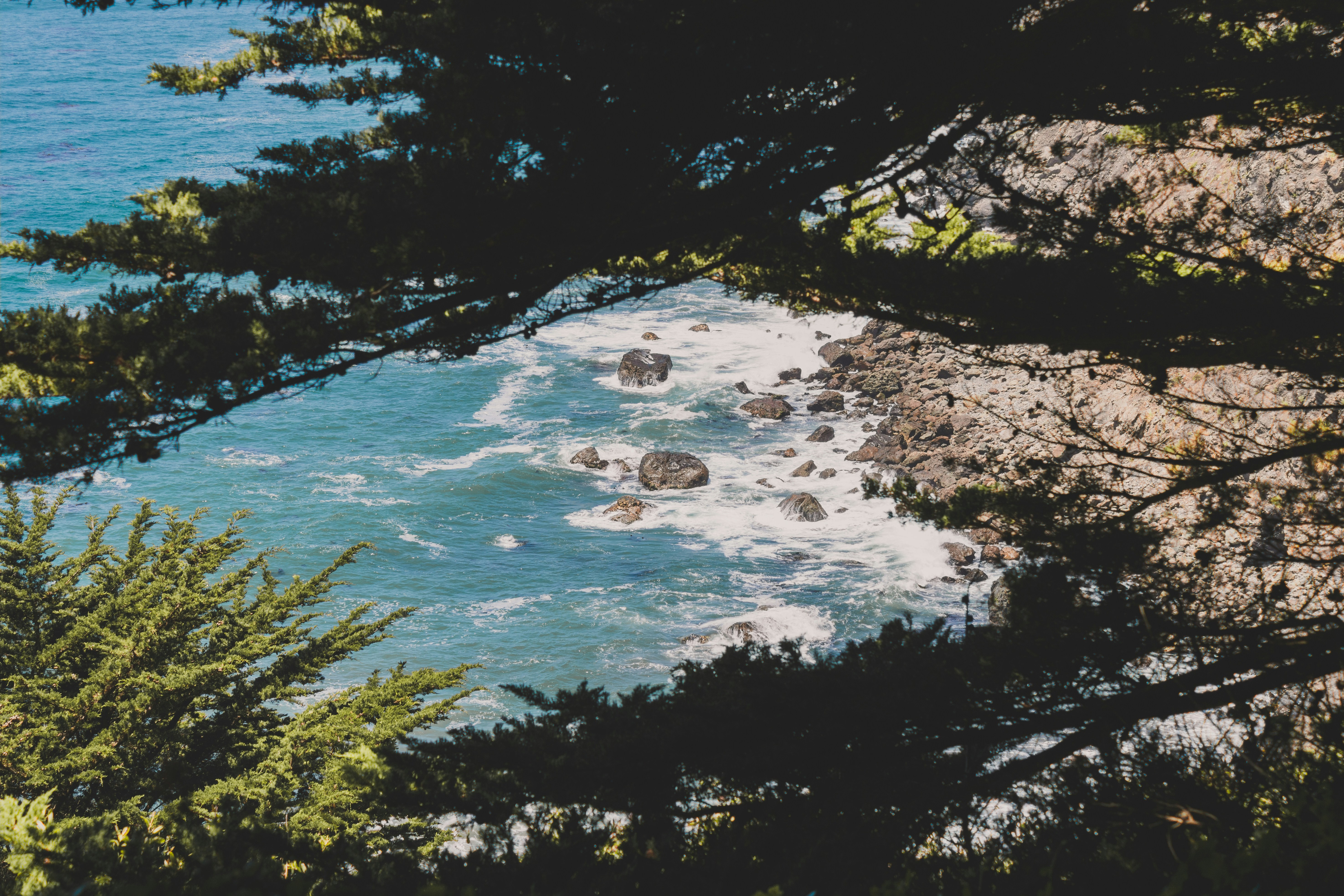 Cove Between Pines: Coastal Rocks Framed by Tree Canopy