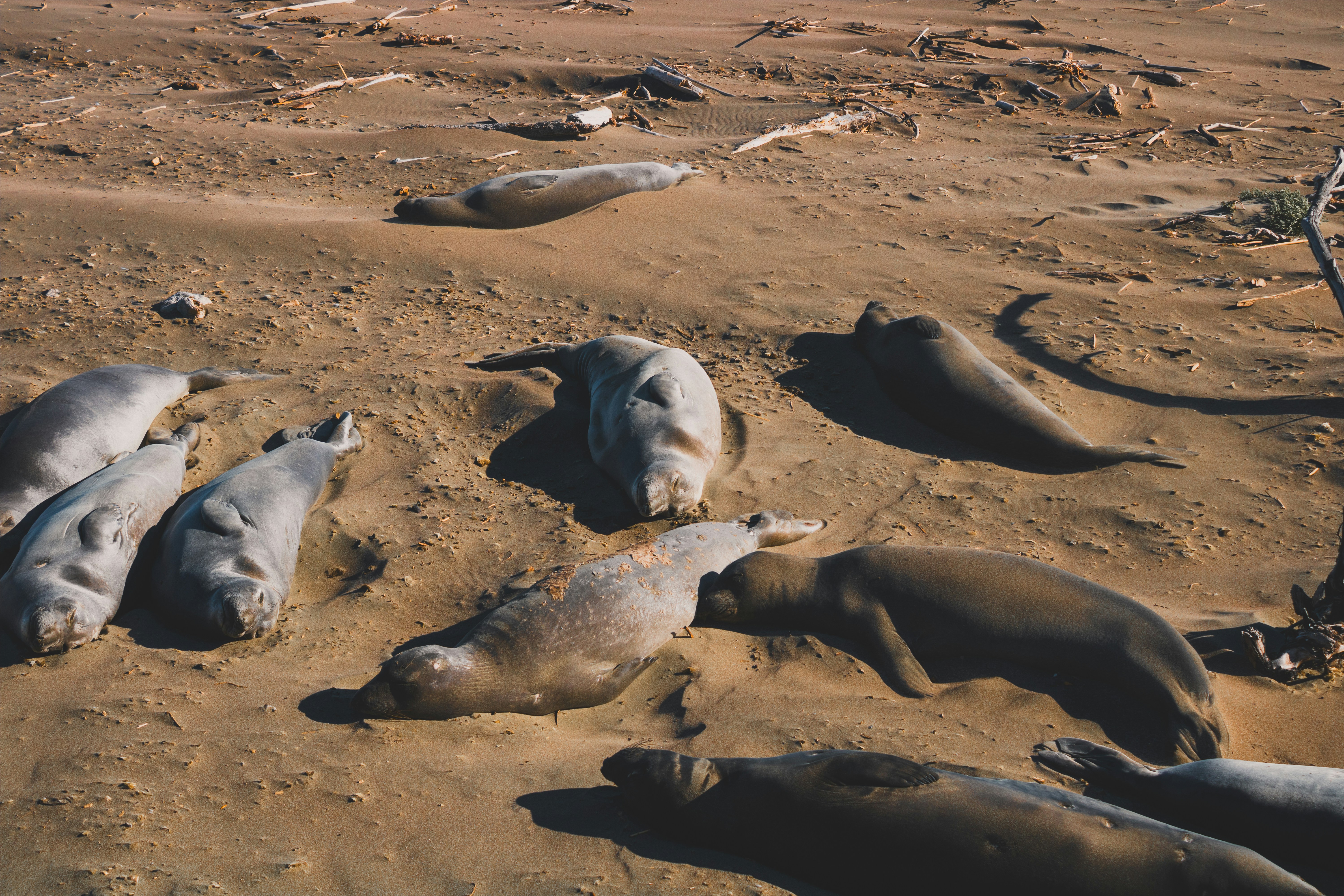 Sunbathing Colony: Seals Lazily Drifting Across a Wind-Washed Beach