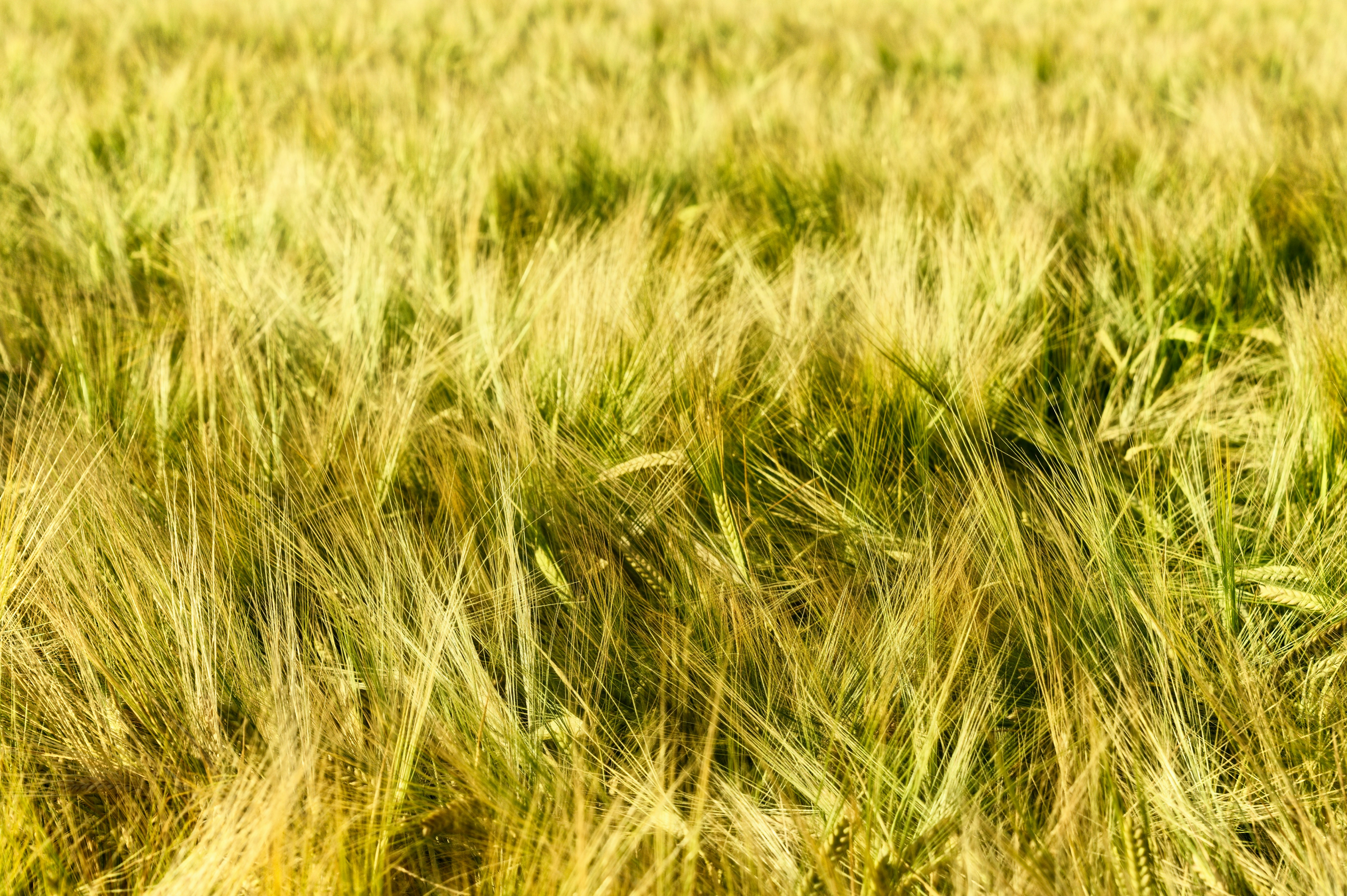 Golden Field: A Whisper of Wheat in Afternoon Light