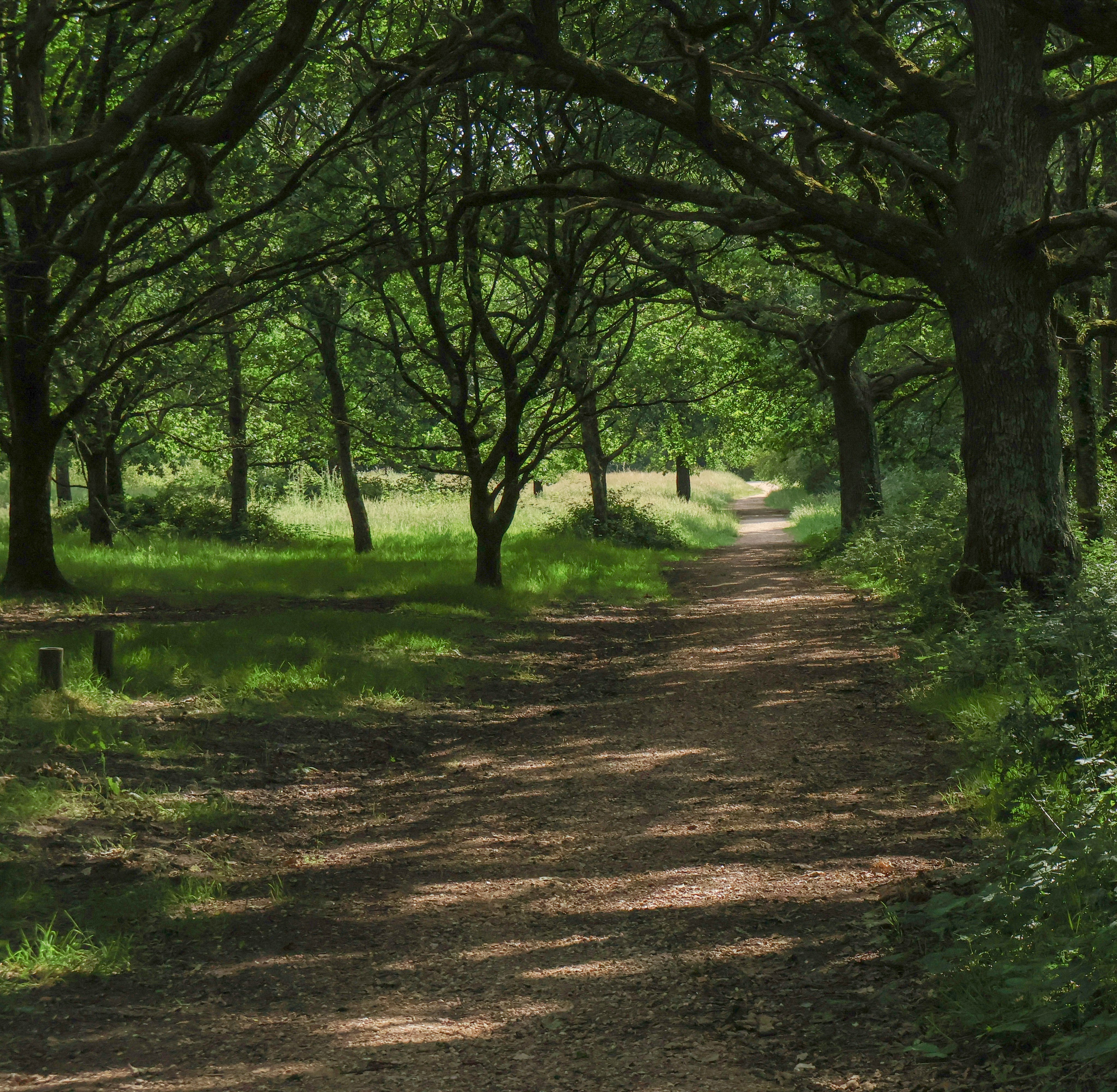 Sunlit Pathway Through an Aerial Network of Green Canopy