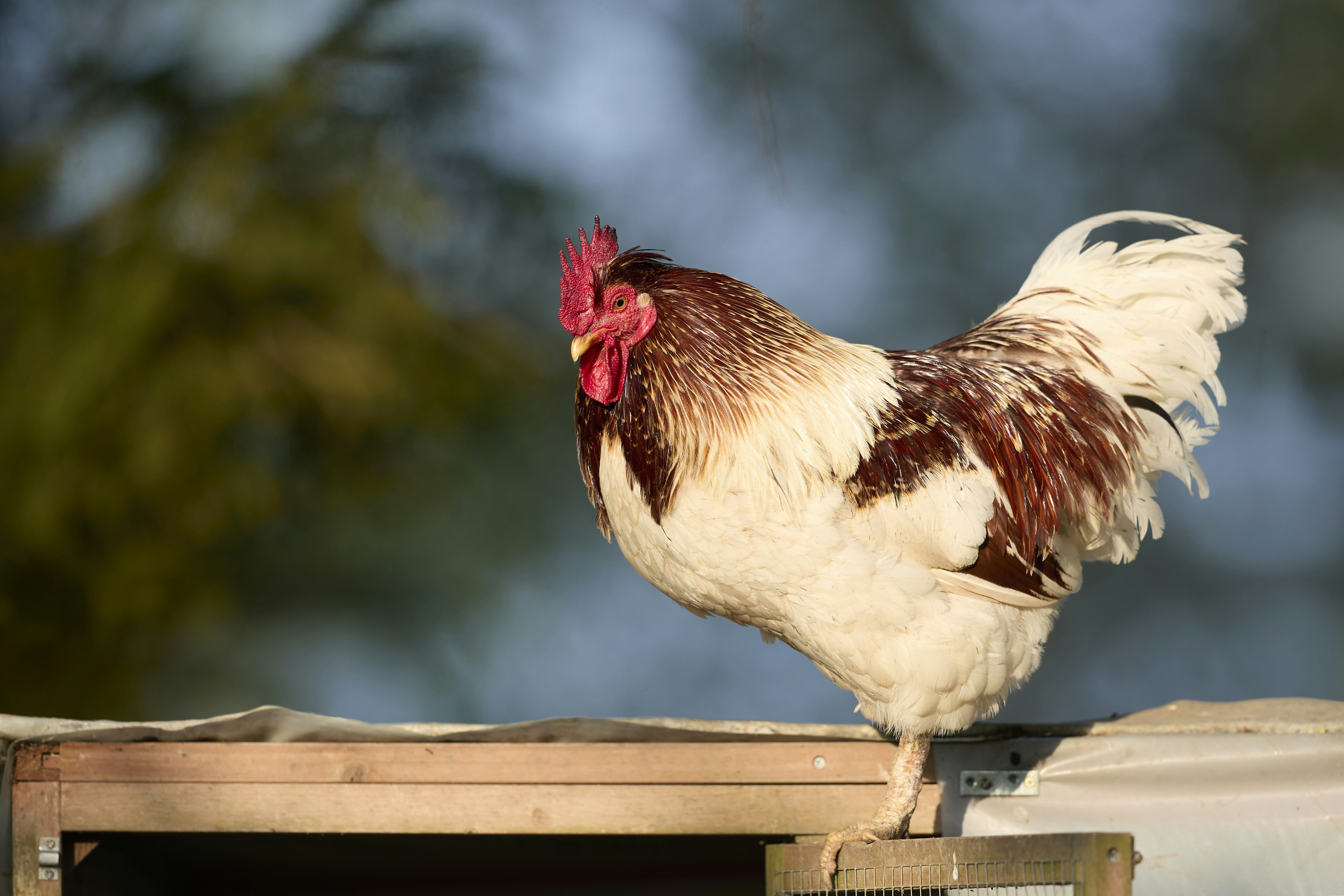 Rooster on a Wooden Perch: Sunlit Pride Against a Blurred Backdrop
