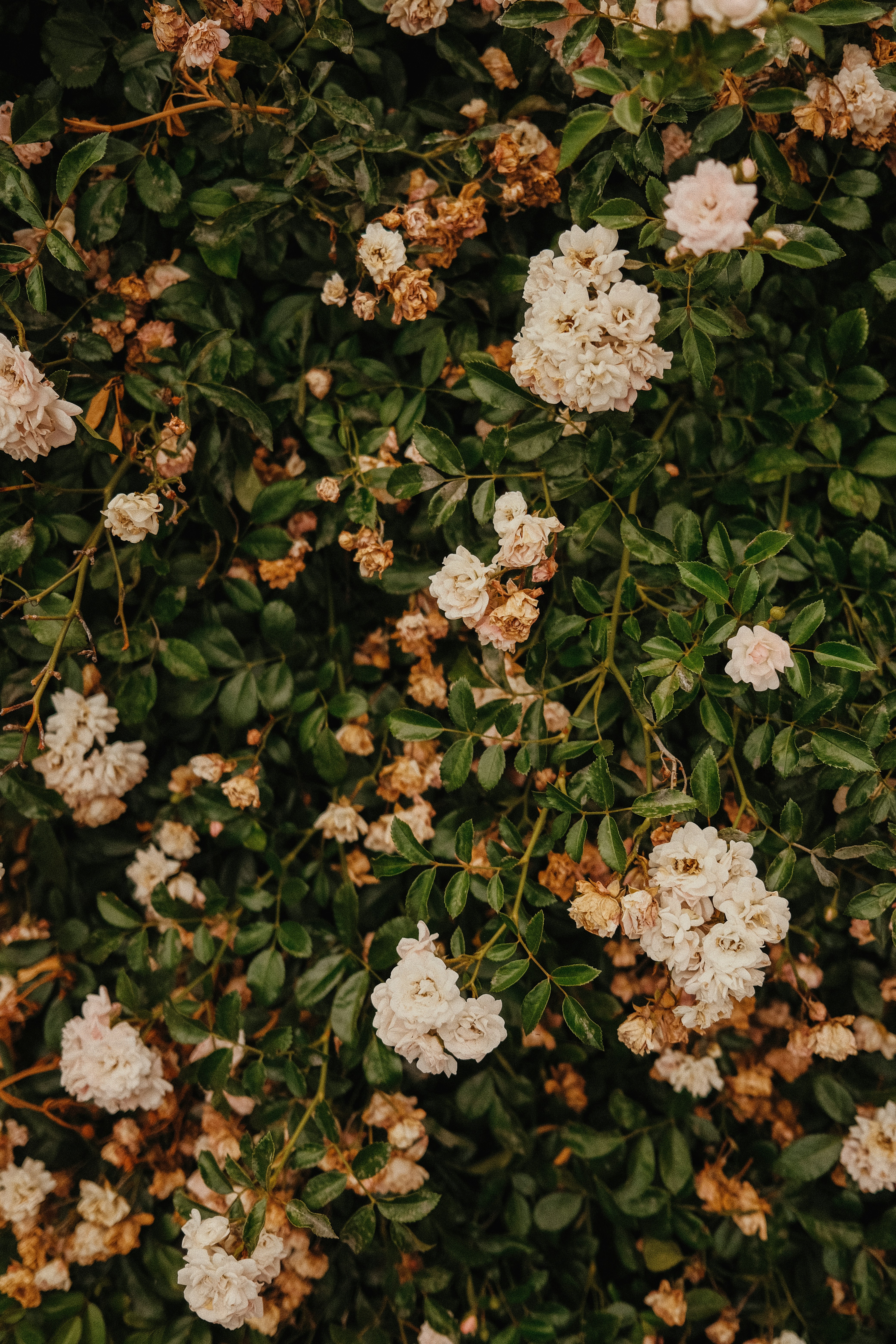 Soft-petal tapestry: pale blossoms woven through dark green foliage