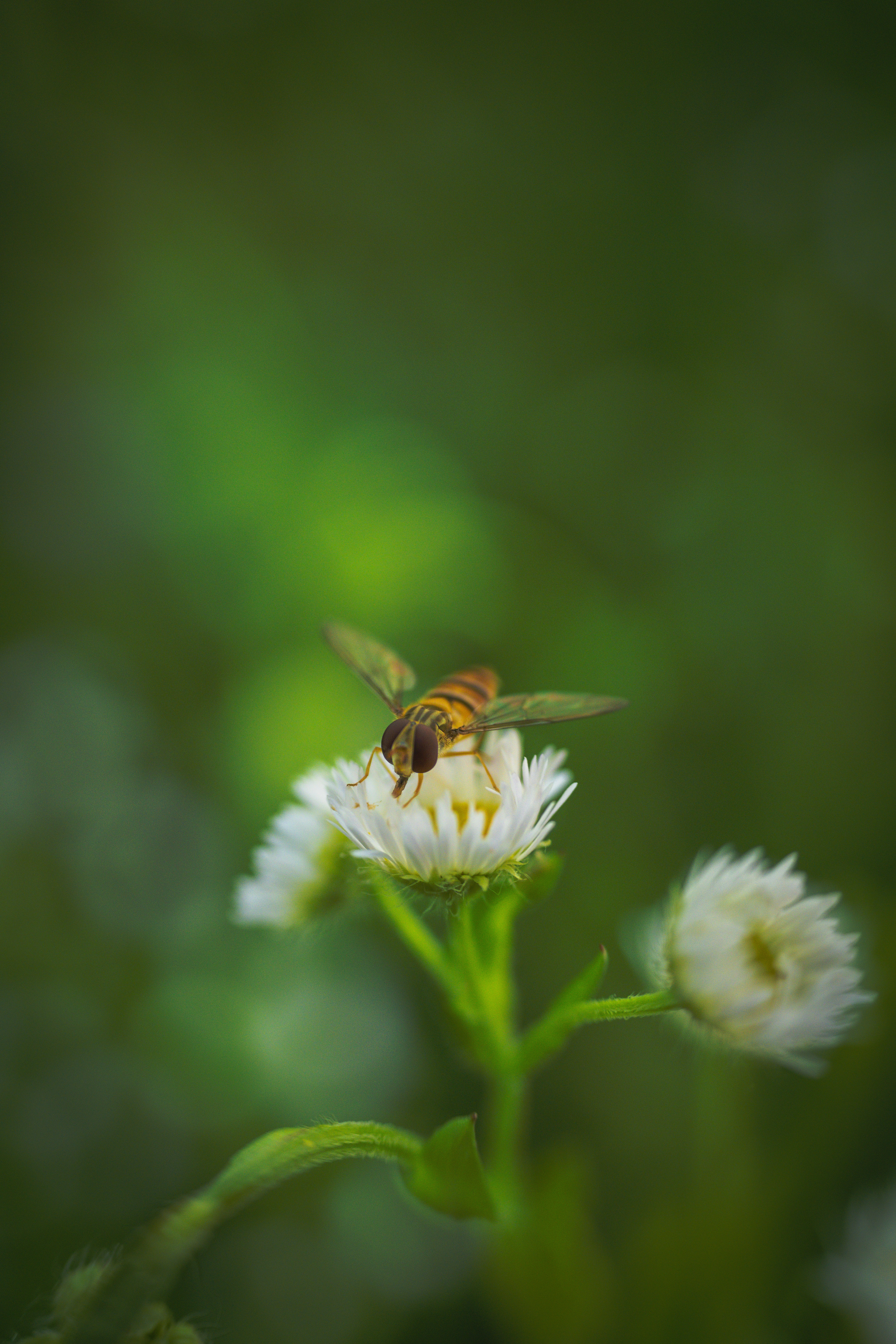 Crimson Hover: A Bee on a White Daisy Under Soft Green Veil
