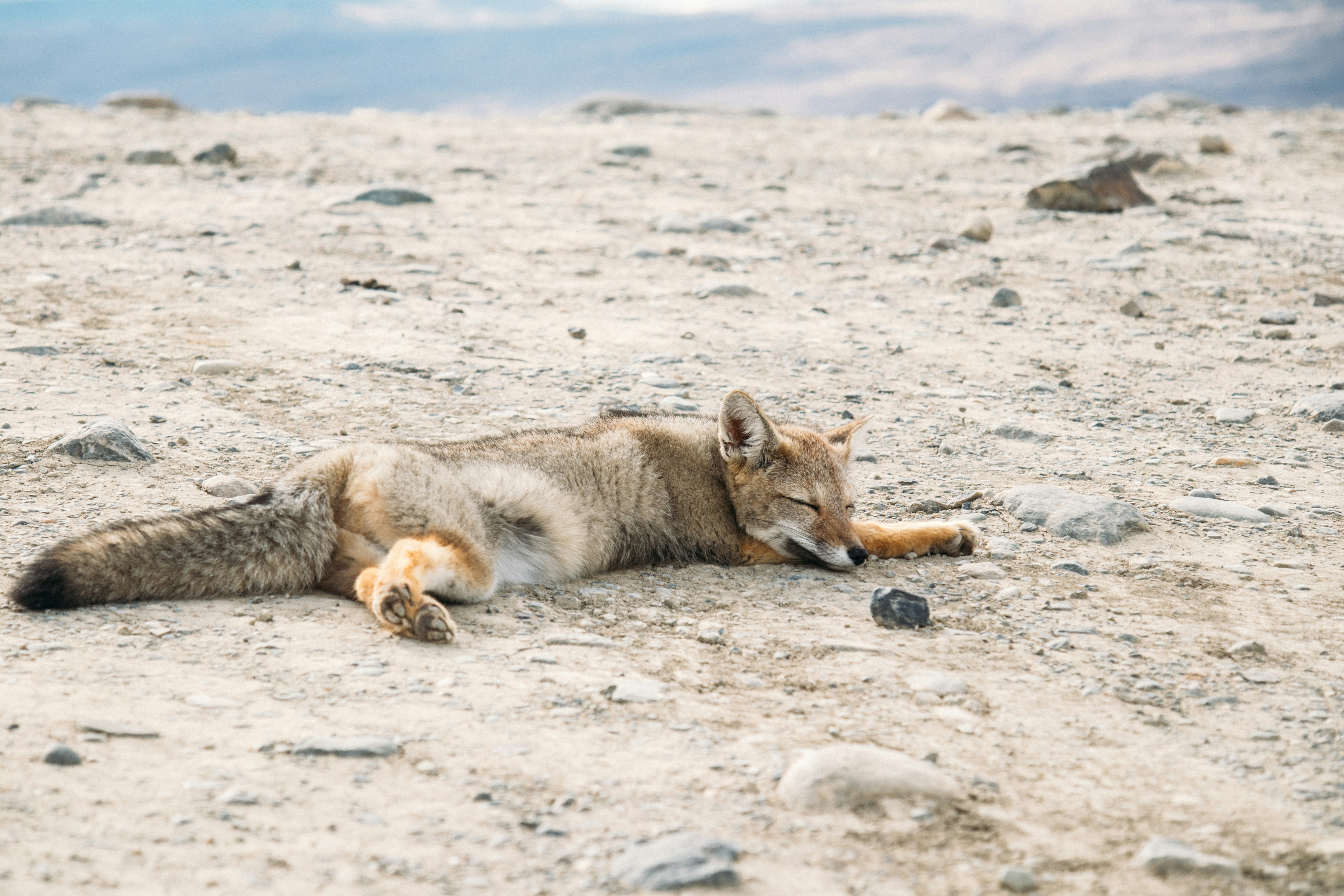 Lone Arctic Fox Resting on a Pebble-strewn Plain