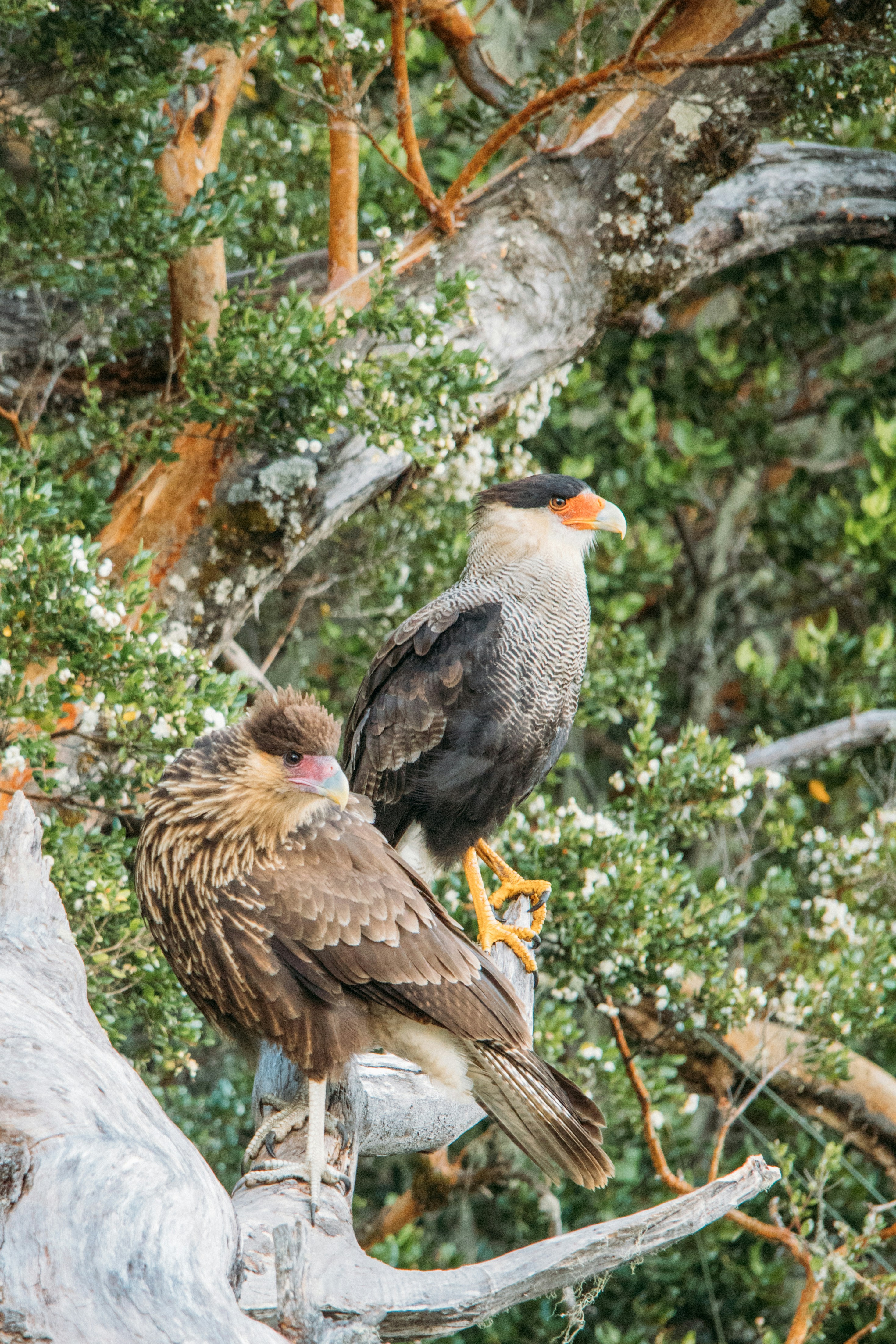 Two Crested Birds Perched Among Weathered Branches