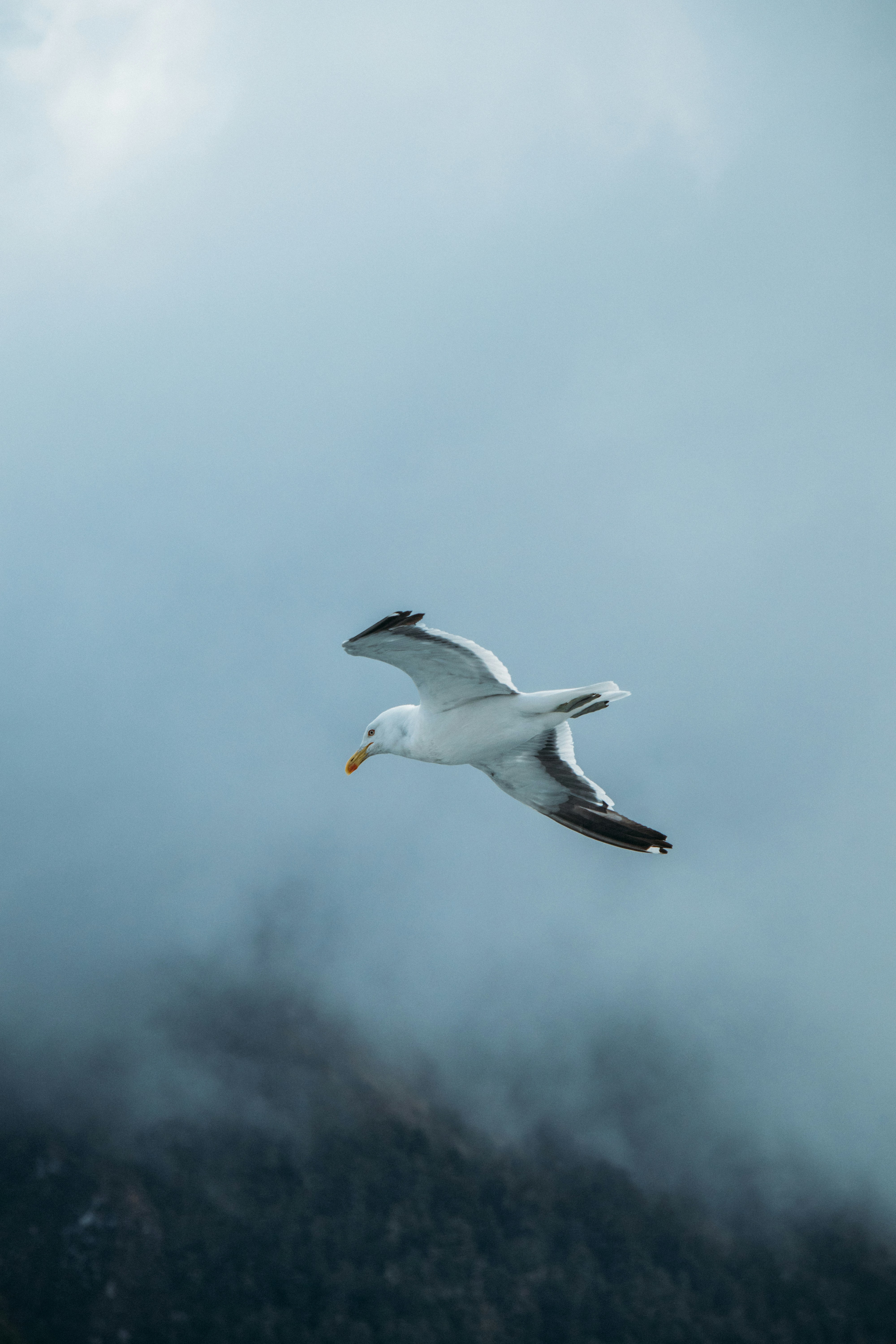 Sea Sentinel: A Seagull Conquers the Mist Over Darkened Peaks