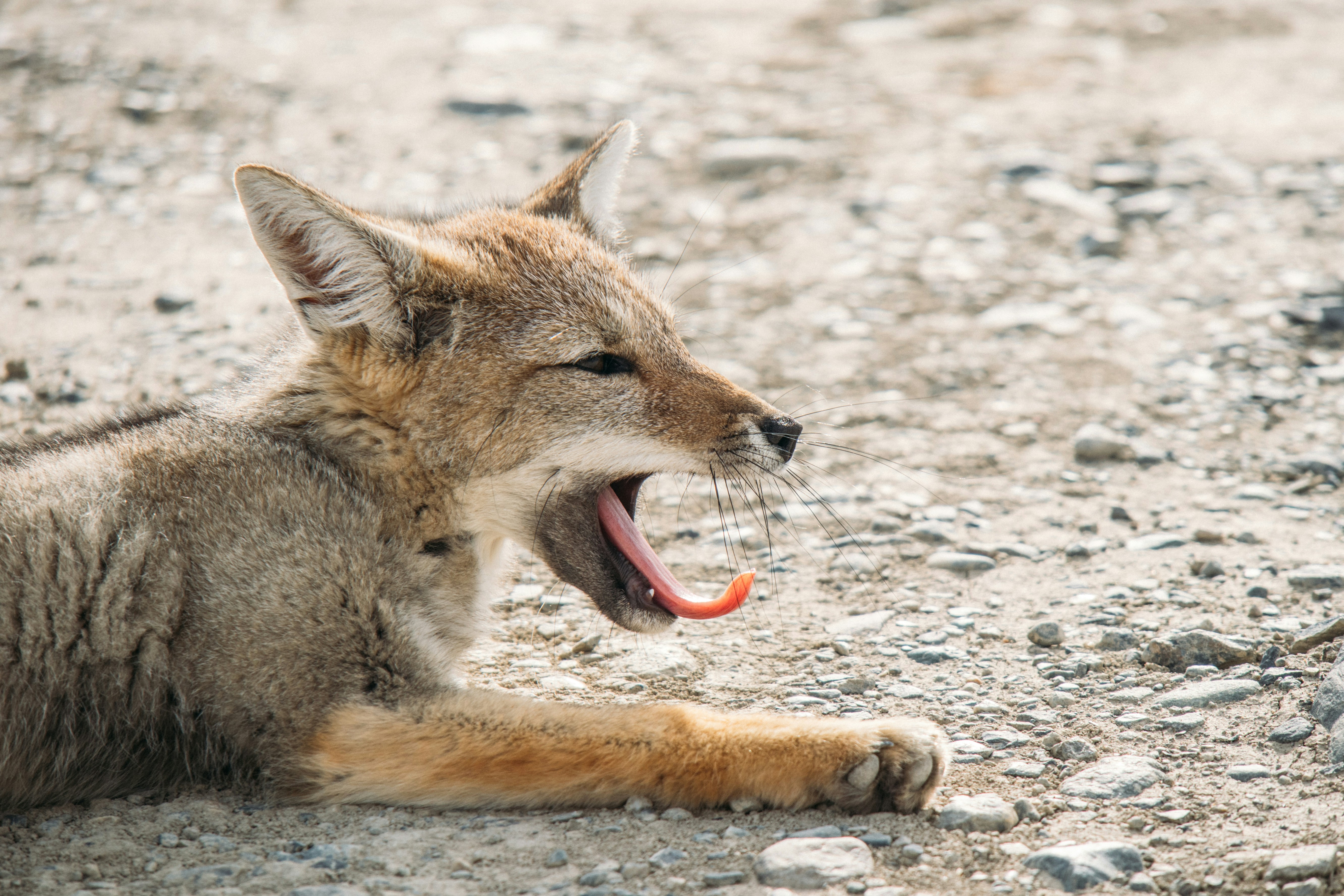 Fringed Flash: A Cheetah-Cub Smile Opens on Pebbled Ground