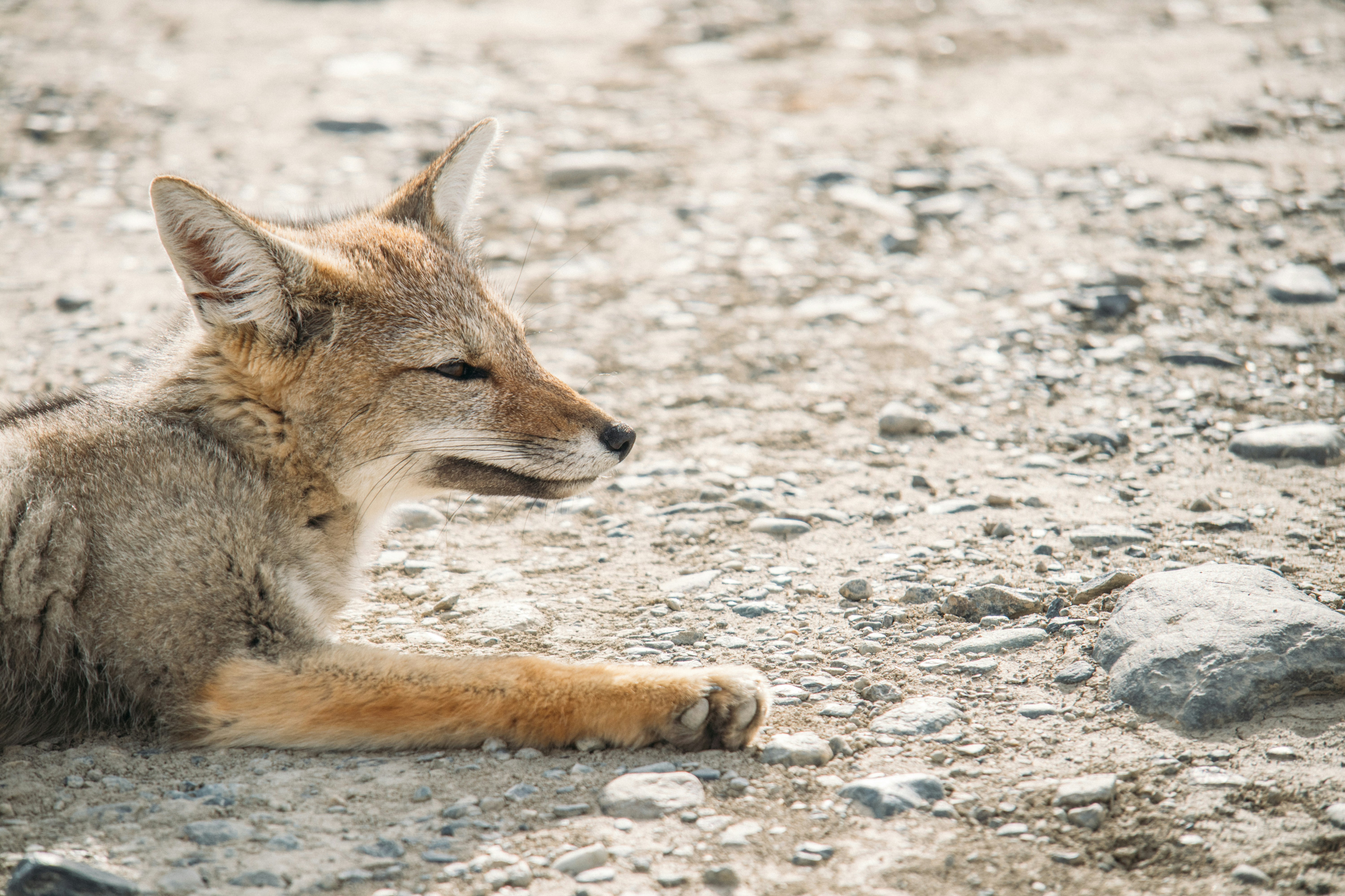 Shadowed Canid at Dappled Gravel: A Quiet Rest