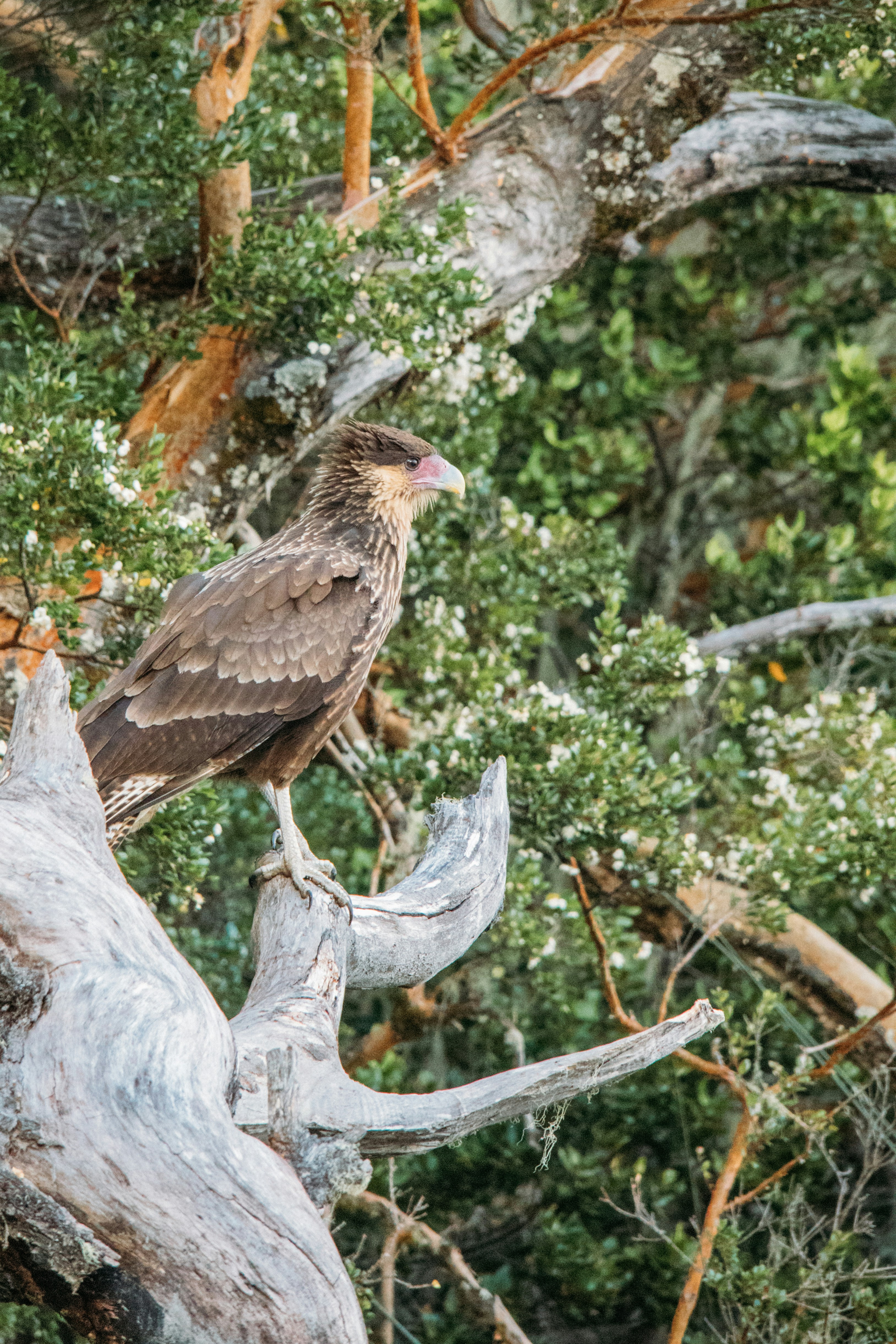 Raptor Perched Amidst Weathered Driftwood and Verdant Canopy