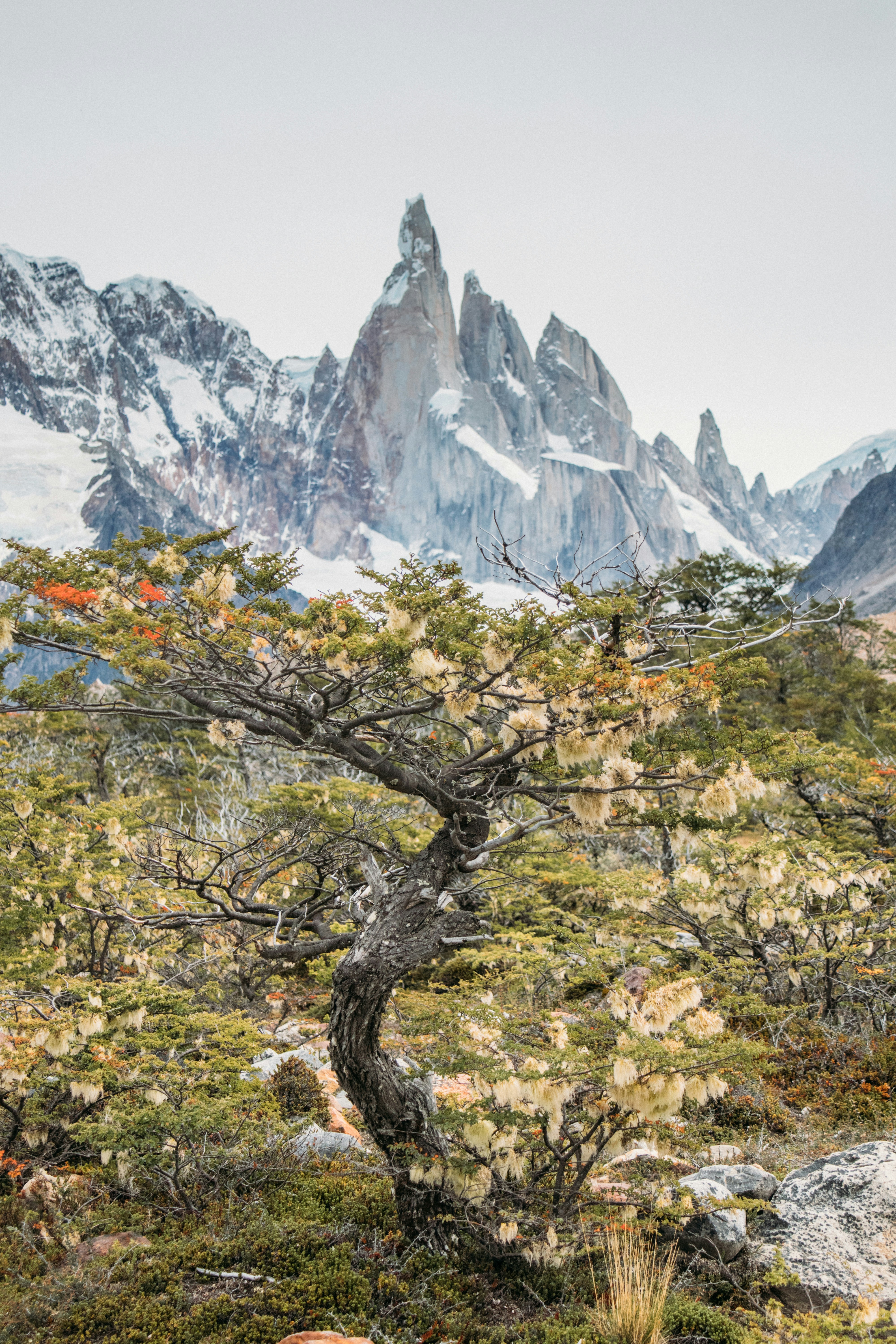 Windward Summit: A Lone Pine Reaches Toward Jagged Peaks
