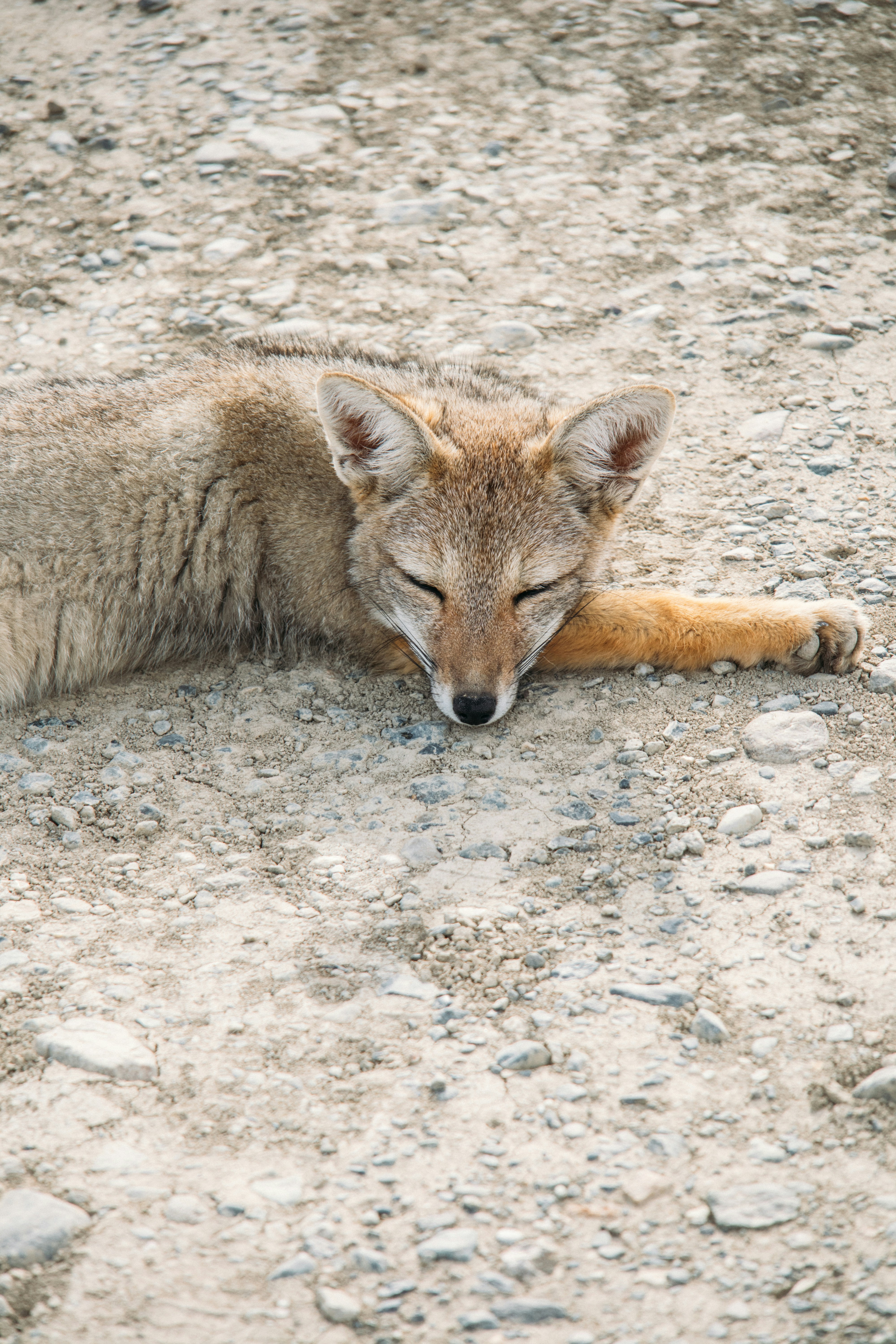 Resting Fox on a Pebble Bed