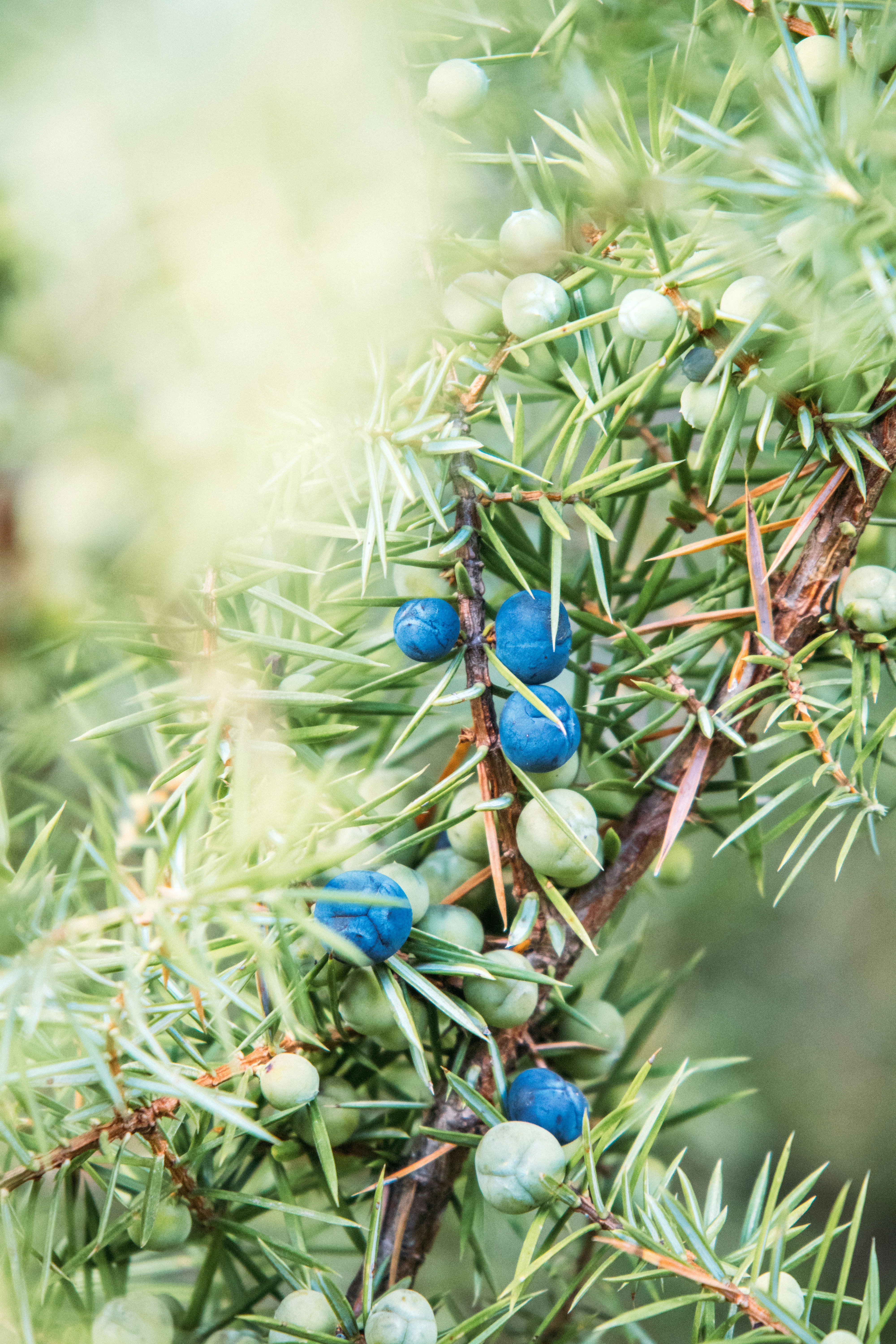 Azure berries on spiky evergreen tendrils