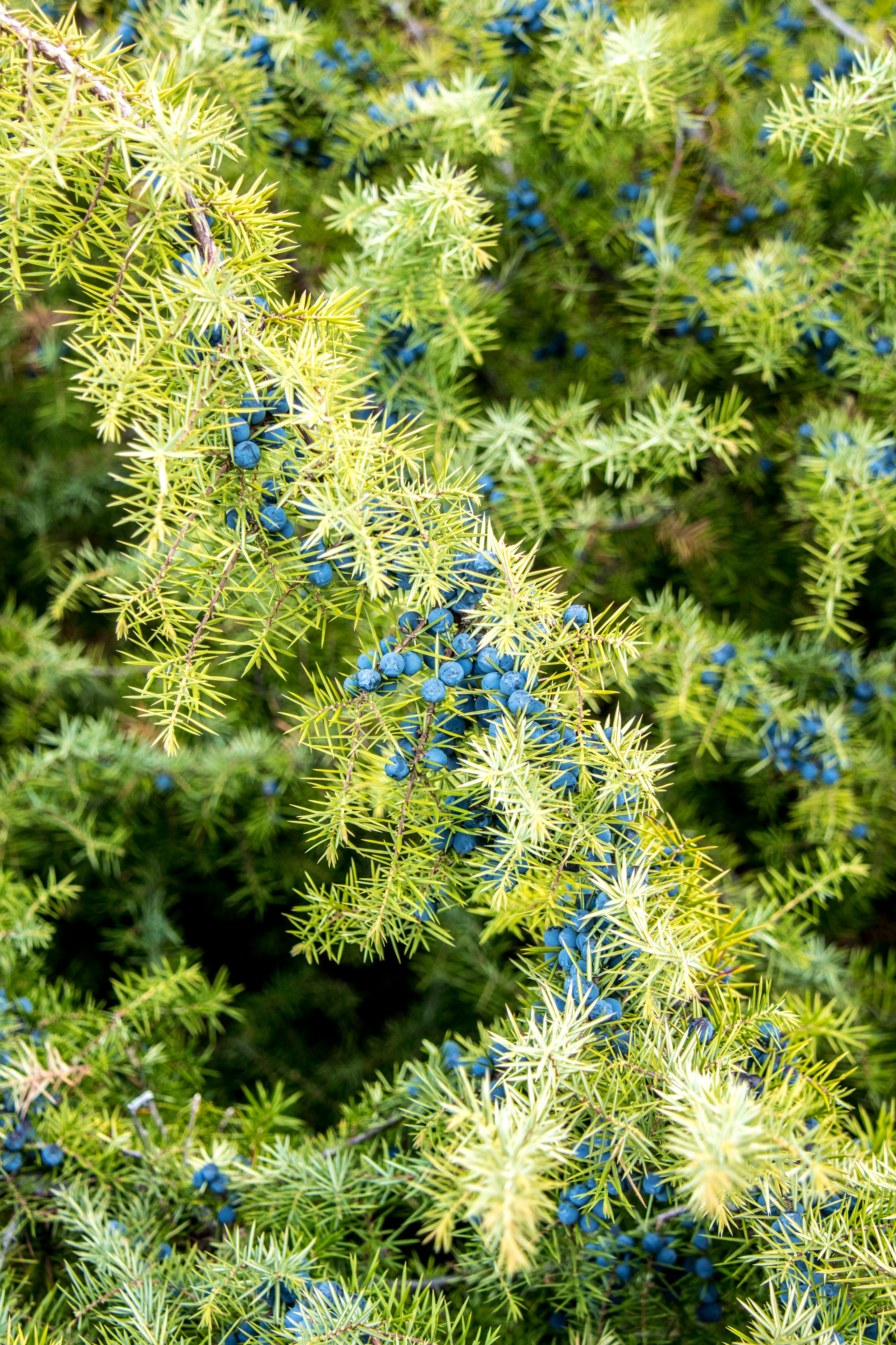 Azure berries thread the yellow-green bramble like beads across sunlit needles